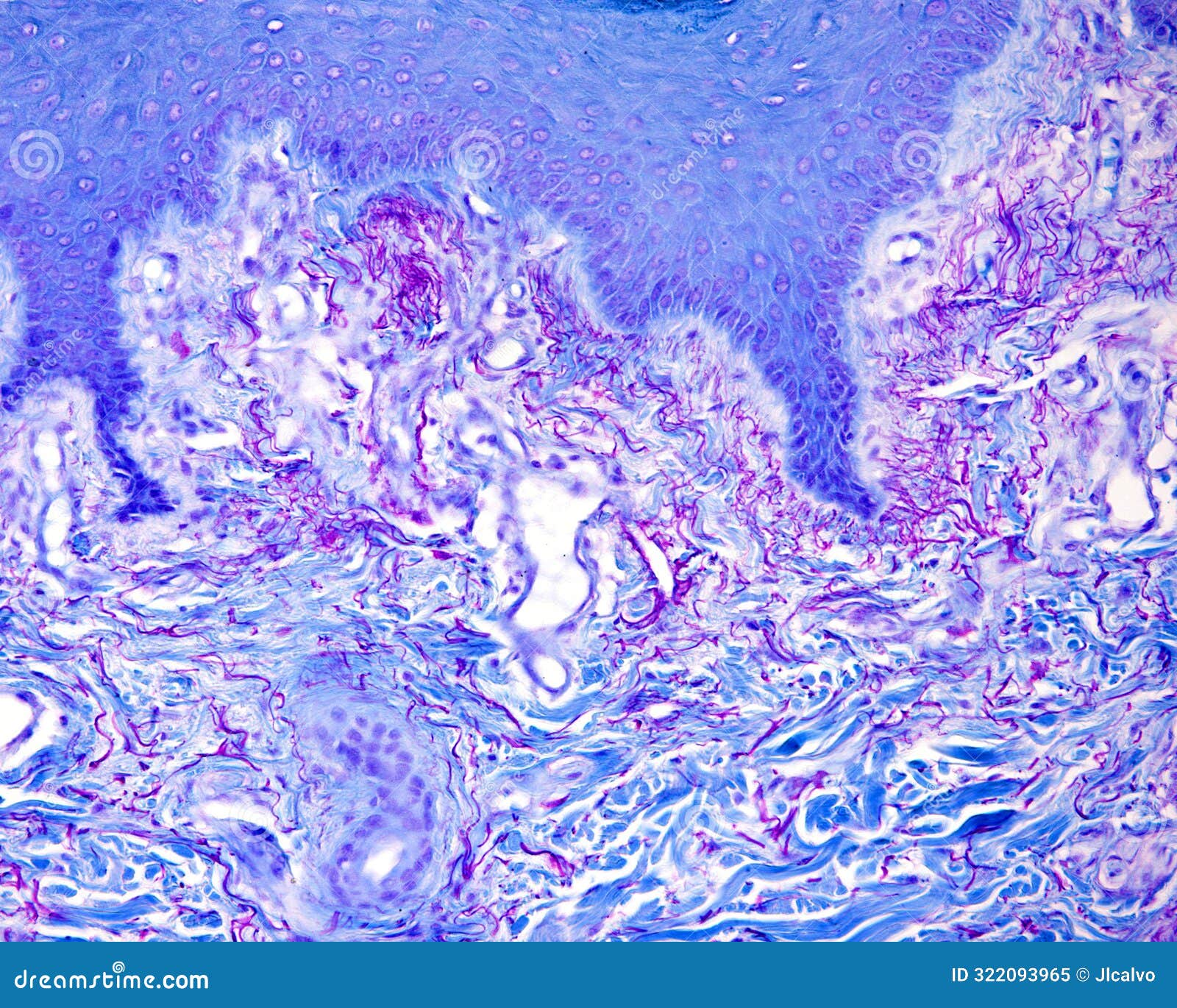 Human Skin. Dermis Papillar. Elastic Fibers Stock Image - Image of ...