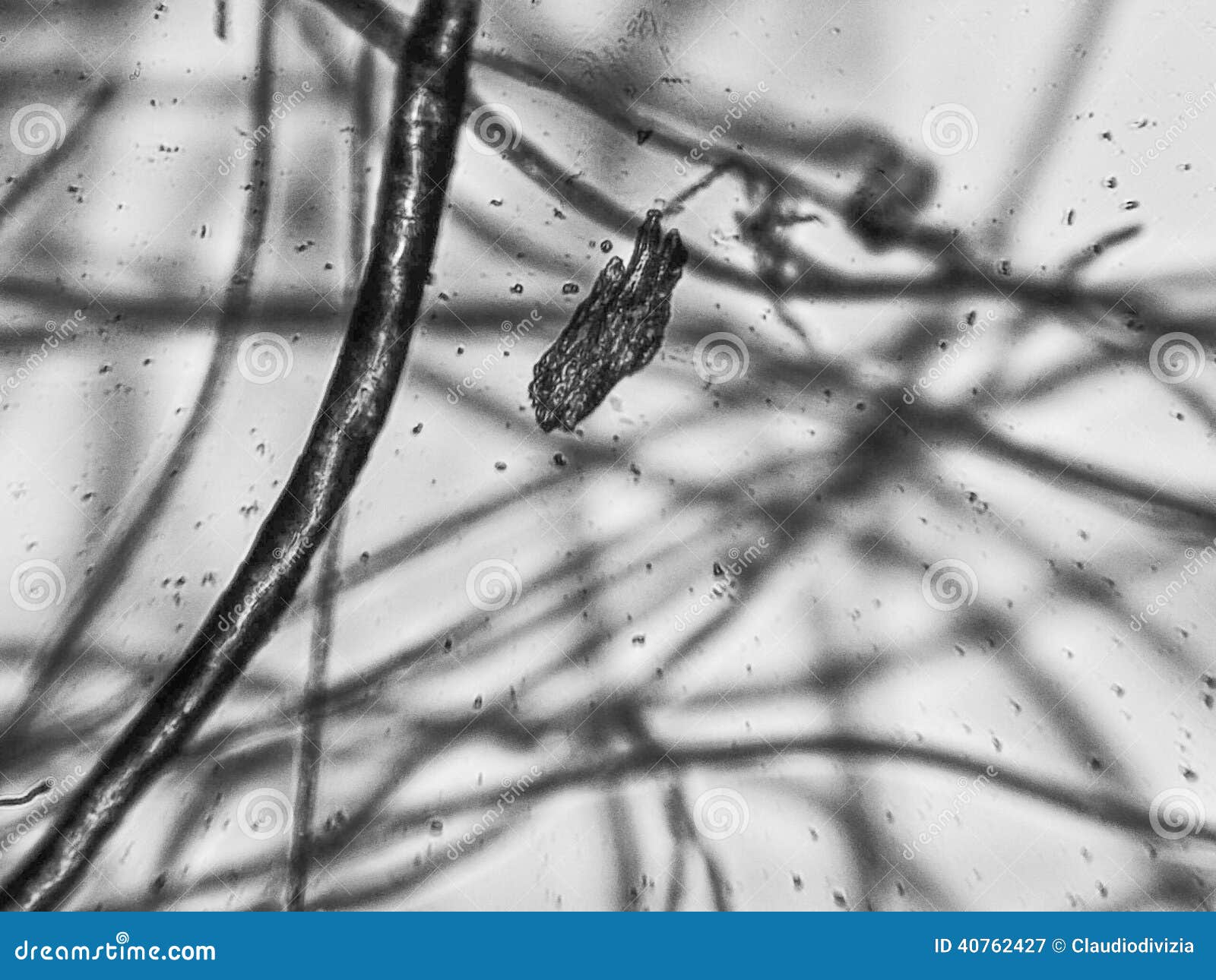 Light micrograph stock image. Image of nature, pollen - 40762427