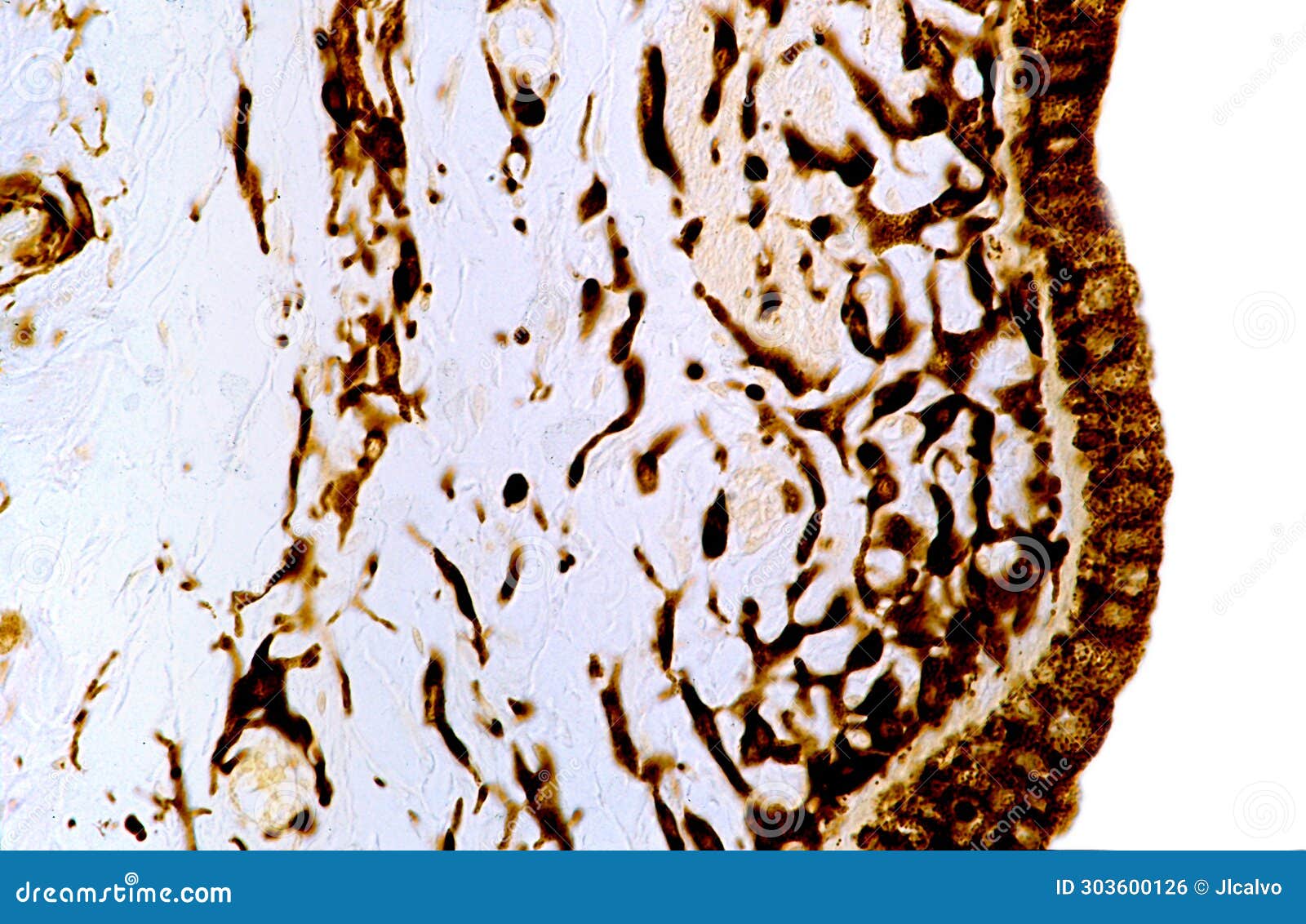 Iris melanin stock photo. Image of microscope, muscle - 303600126