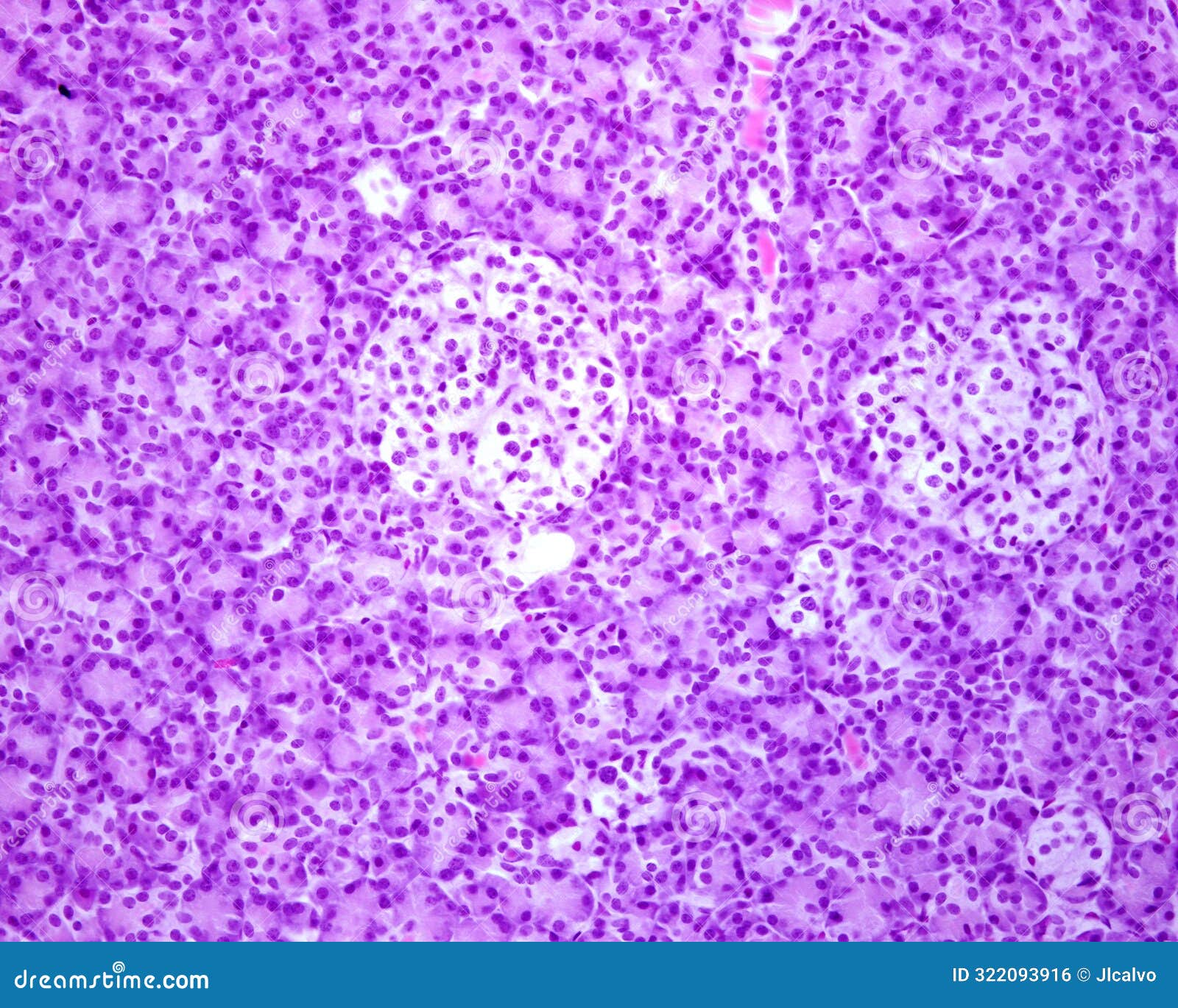 Endocrine Pancreas. Islets of Langerhans Stock Photo - Image of ...
