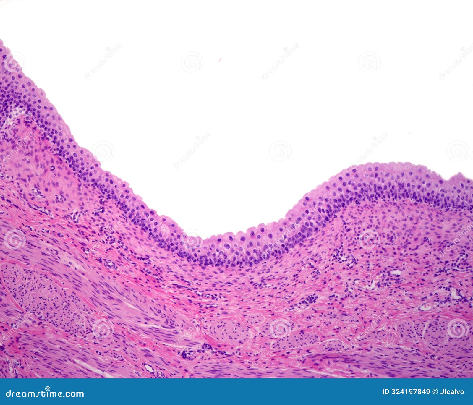 Urinary Bladder Layers Royalty-Free Stock Photography | CartoonDealer ...