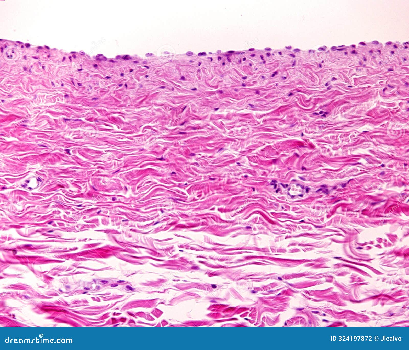 Vein wall layers stock photo. Image of blood, micrograph - 324197872