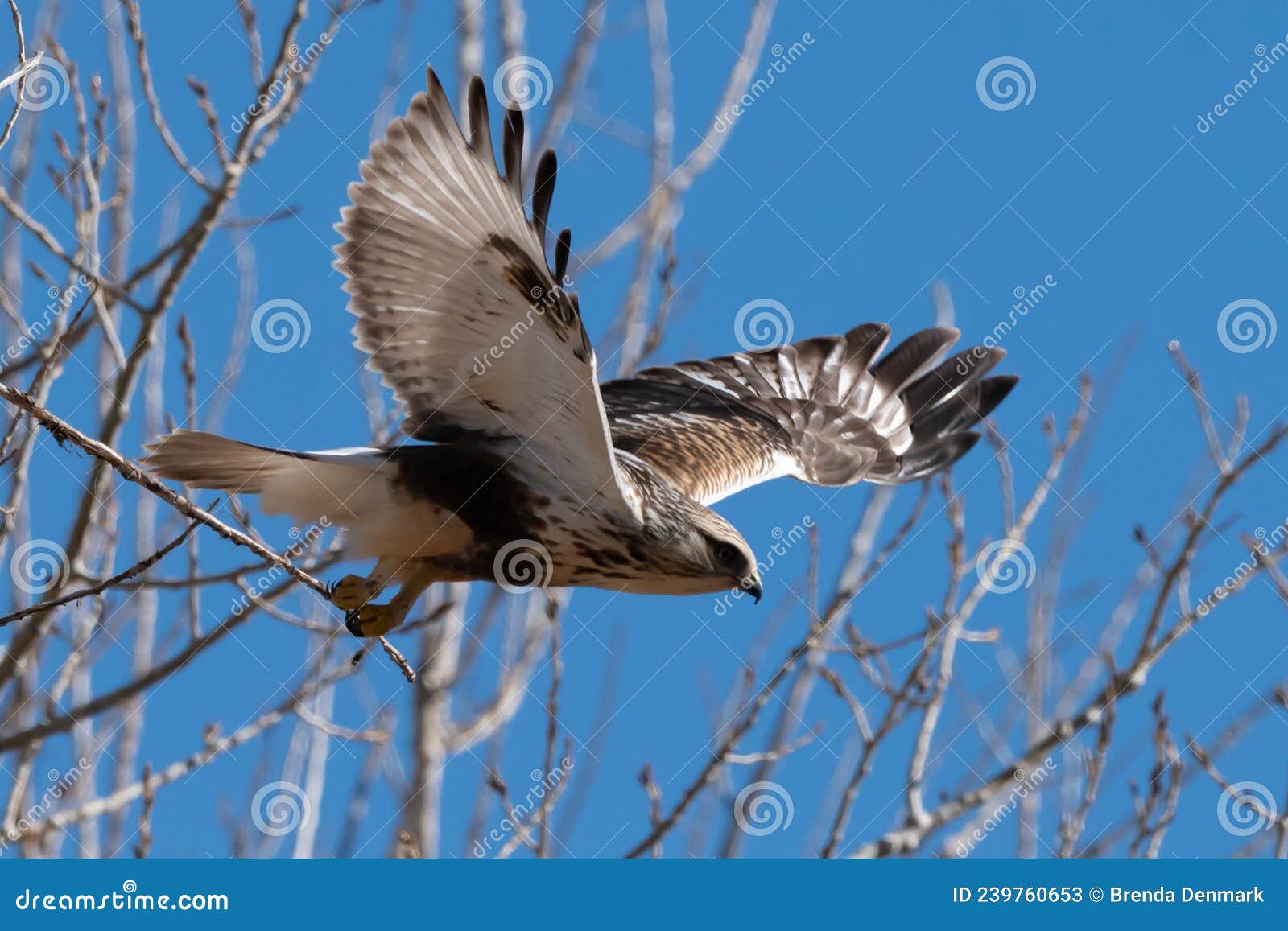 Light Morph Rough Legged Hawk Stock Image - Image of hawk, light: 239760653