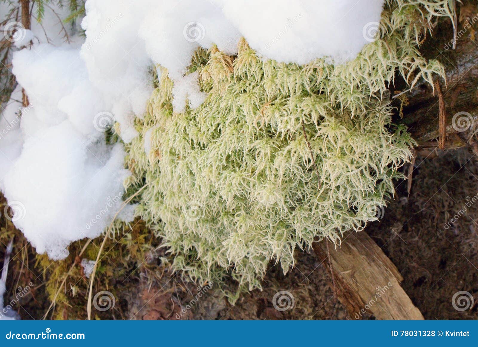 Light Moss Green Covered Snow Closeup Stock Photo - Image of flora ...
