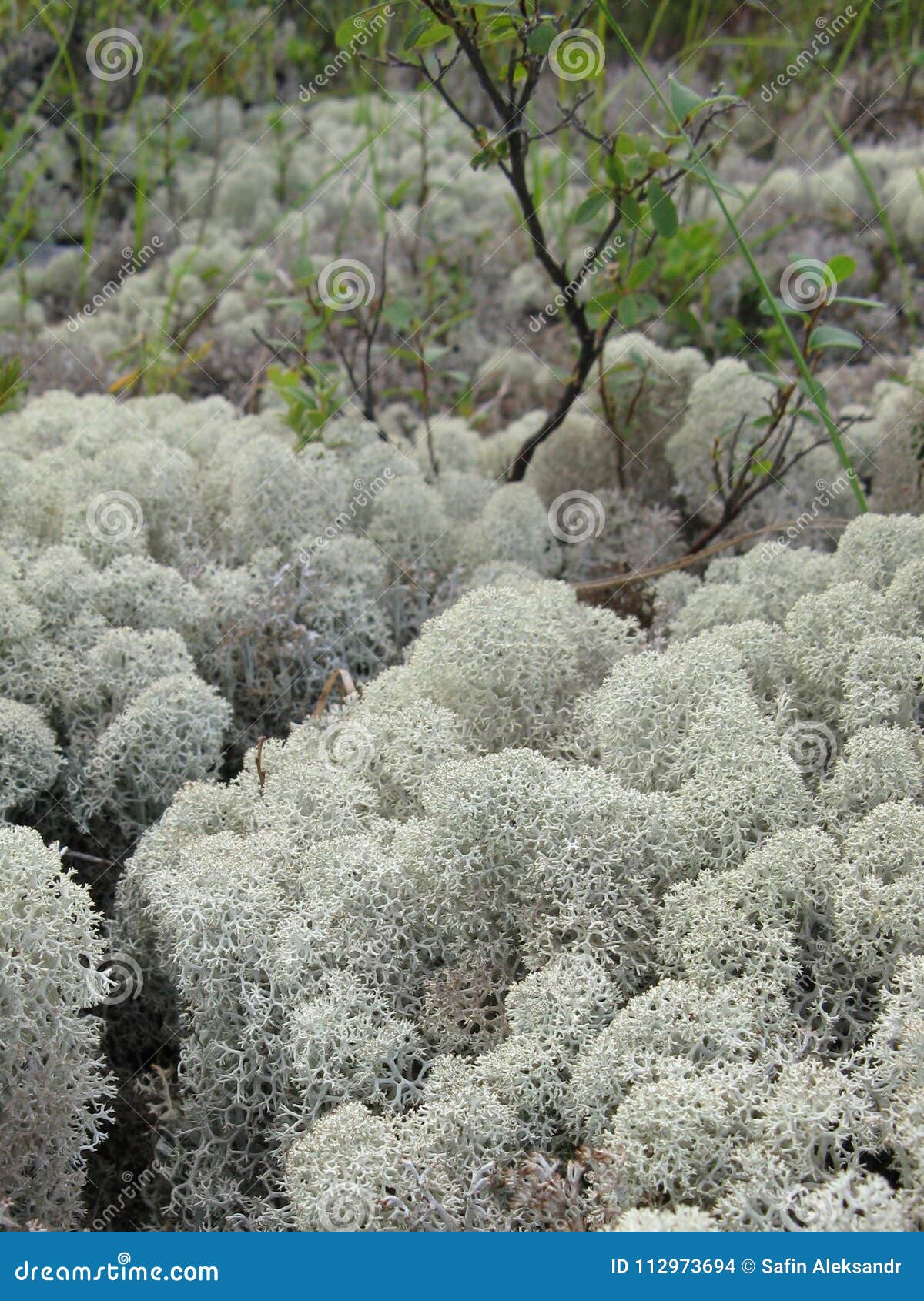 Light moss, white moss, stock photo. Image of beautiful - 112973694