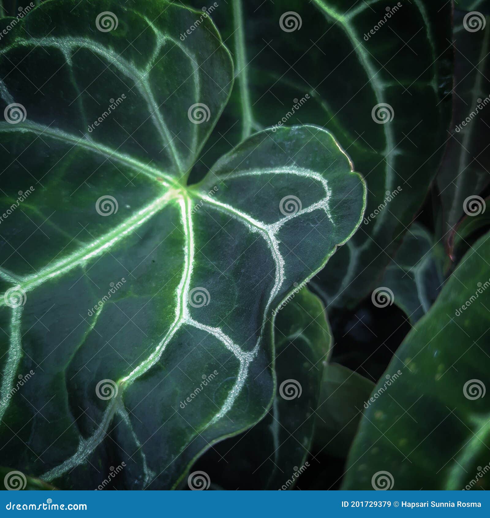 Light Newlife Incredible Beautiful Amazing Nature Stock Image - Image ...