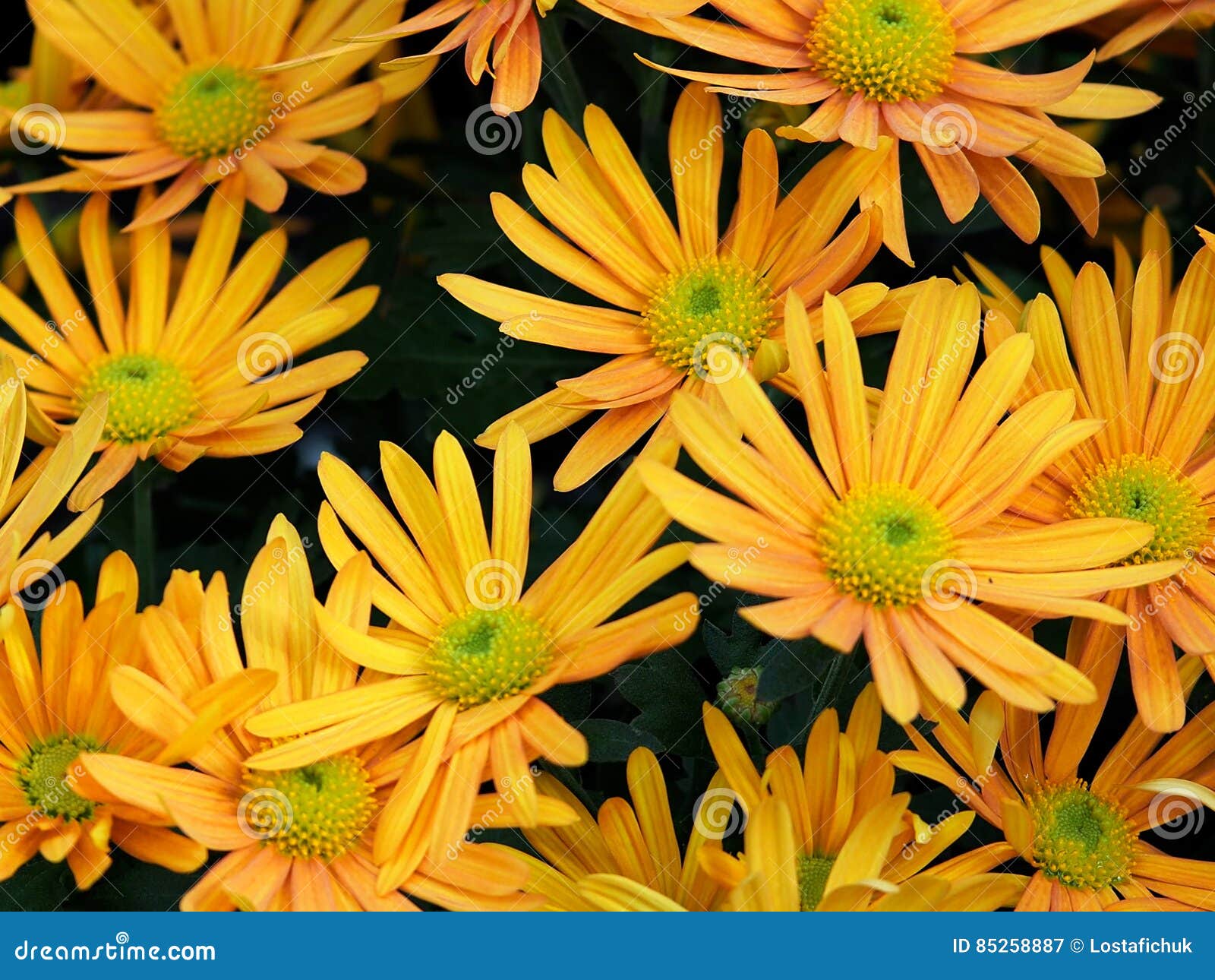 Light Orange Composite Flowers Stock Image - Image of flowers, bloom ...