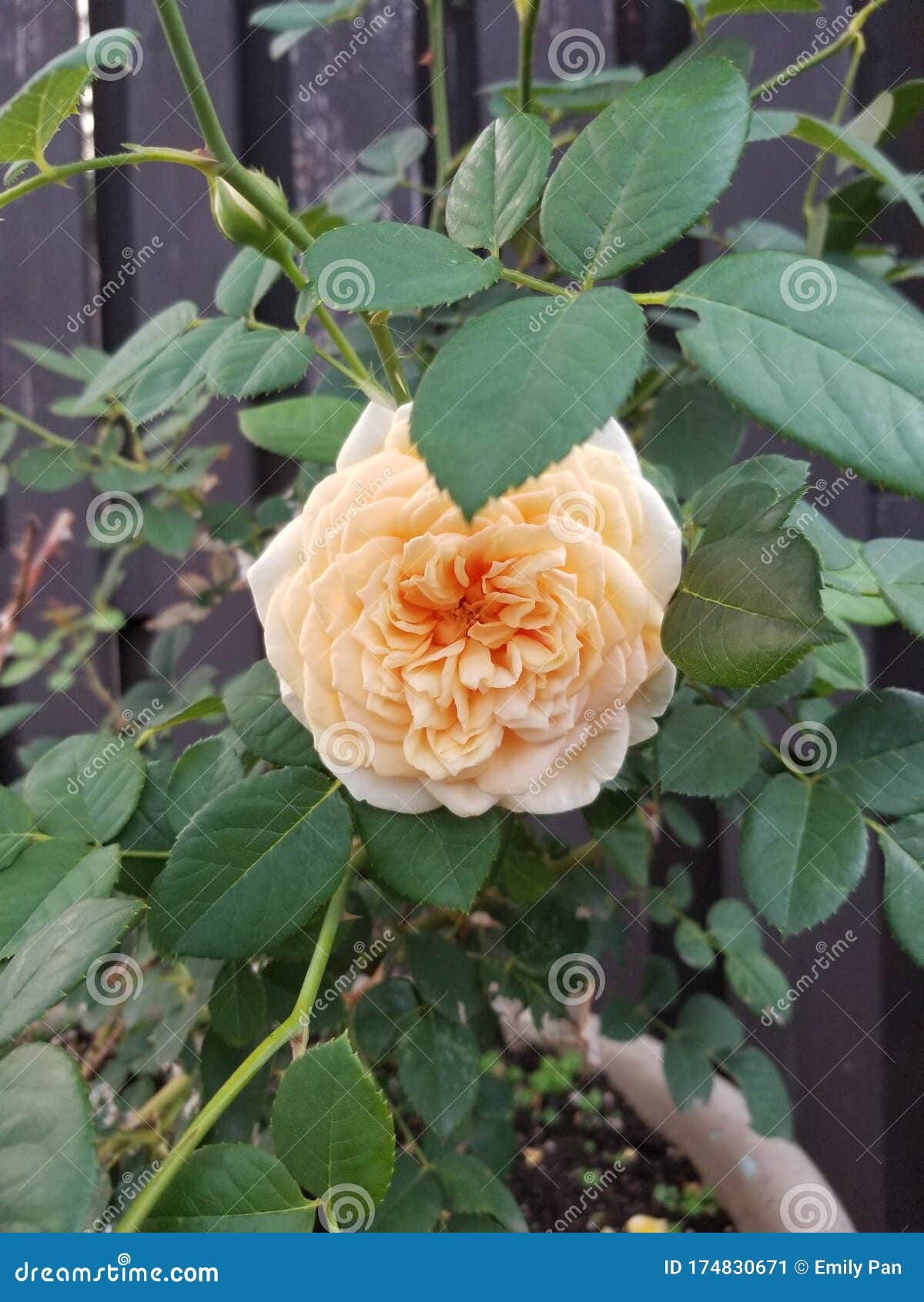 Light Orange Creme Rose Blossom Stock Image - Image of creme, orange ...