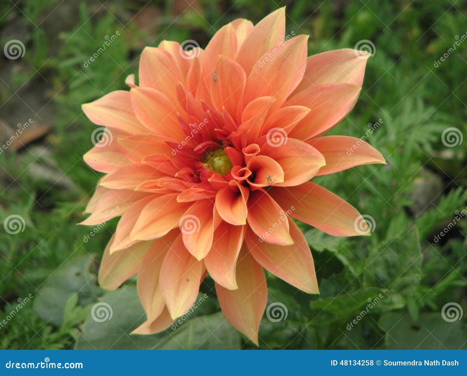Light Orange Flower in Bloom Stock Photo - Image of leaves, decorative ...