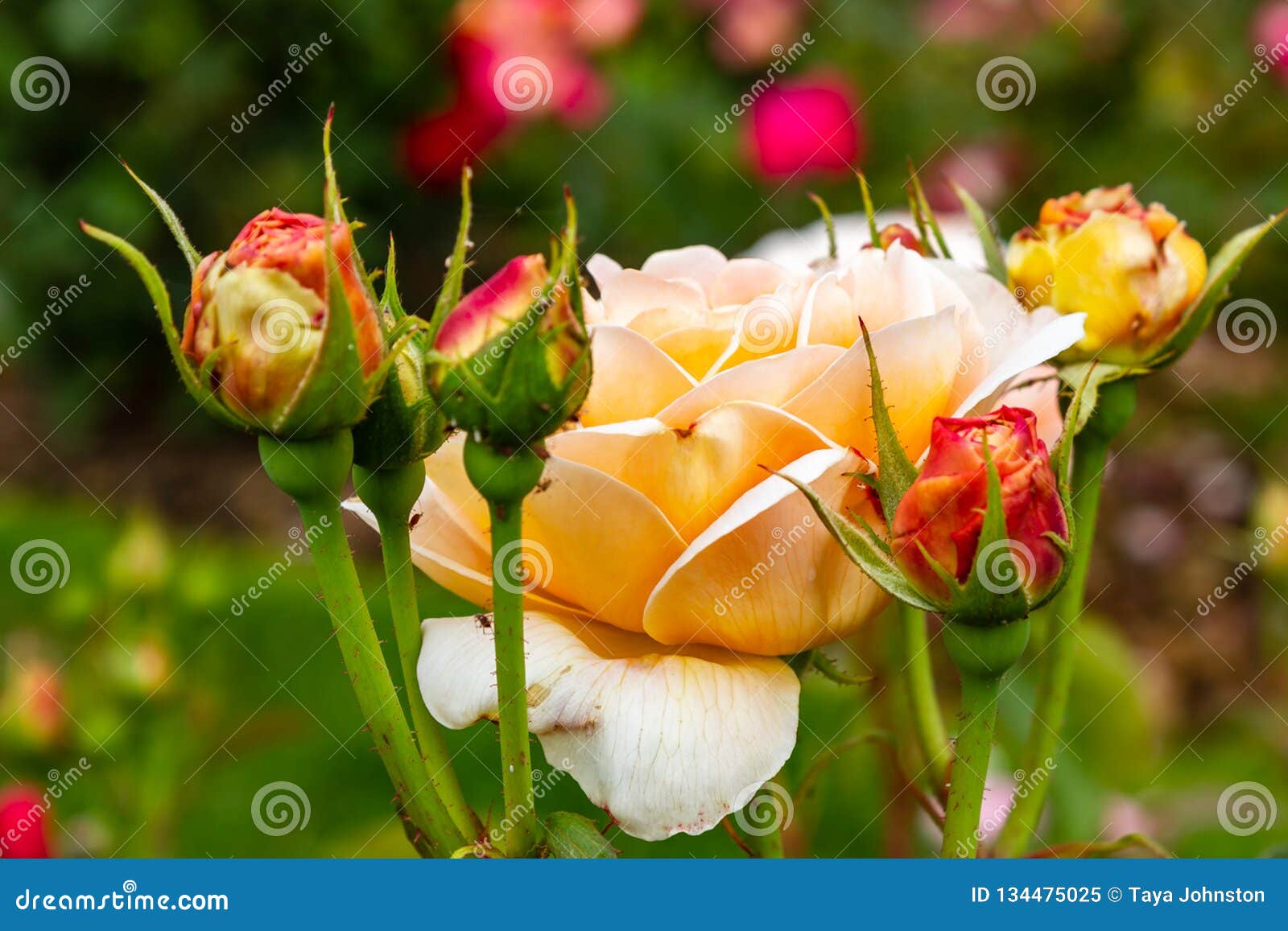 Light Orange Roses in Garden Beds in Summer Stock Image - Image of ...