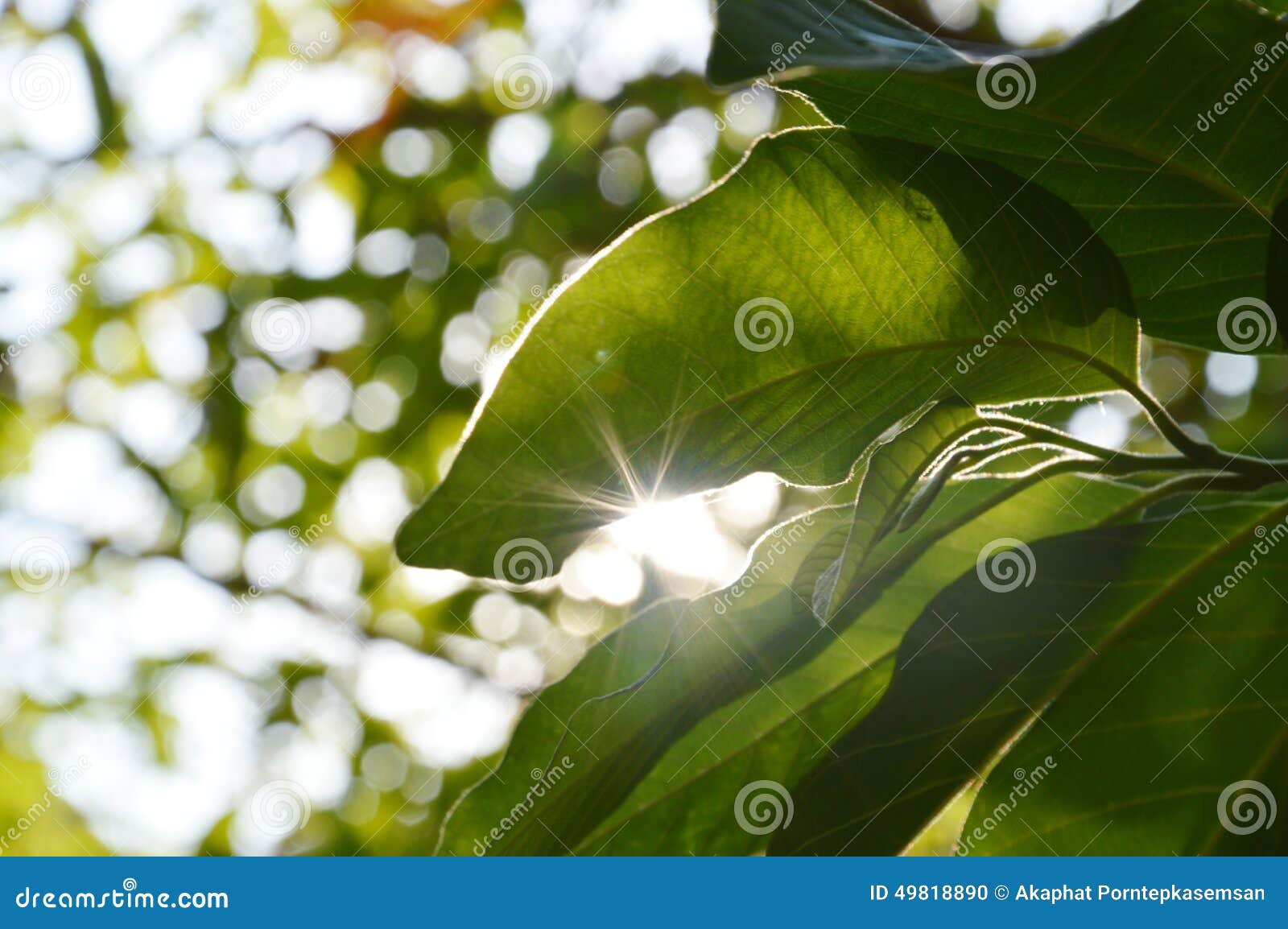 Light Pass through the Leaf Stock Photo - Image of nature, leaf: 49818890
