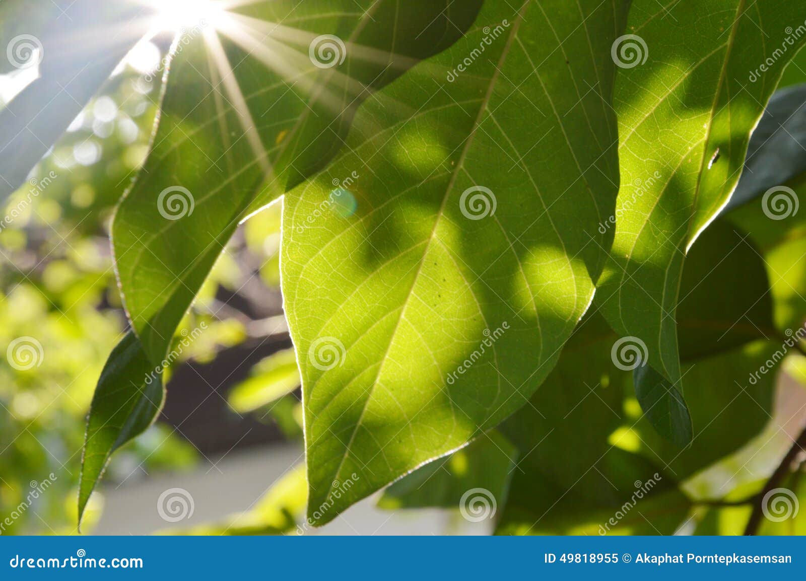 Light Pass through the Leaf Stock Image - Image of green, tree: 49818955