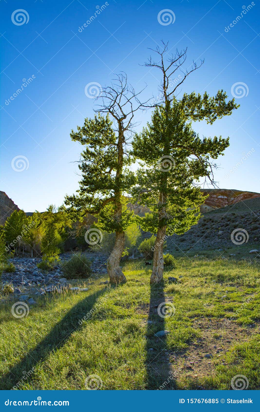 Light through Pass Trees in the Evening , Back Light and Dark Tone ...