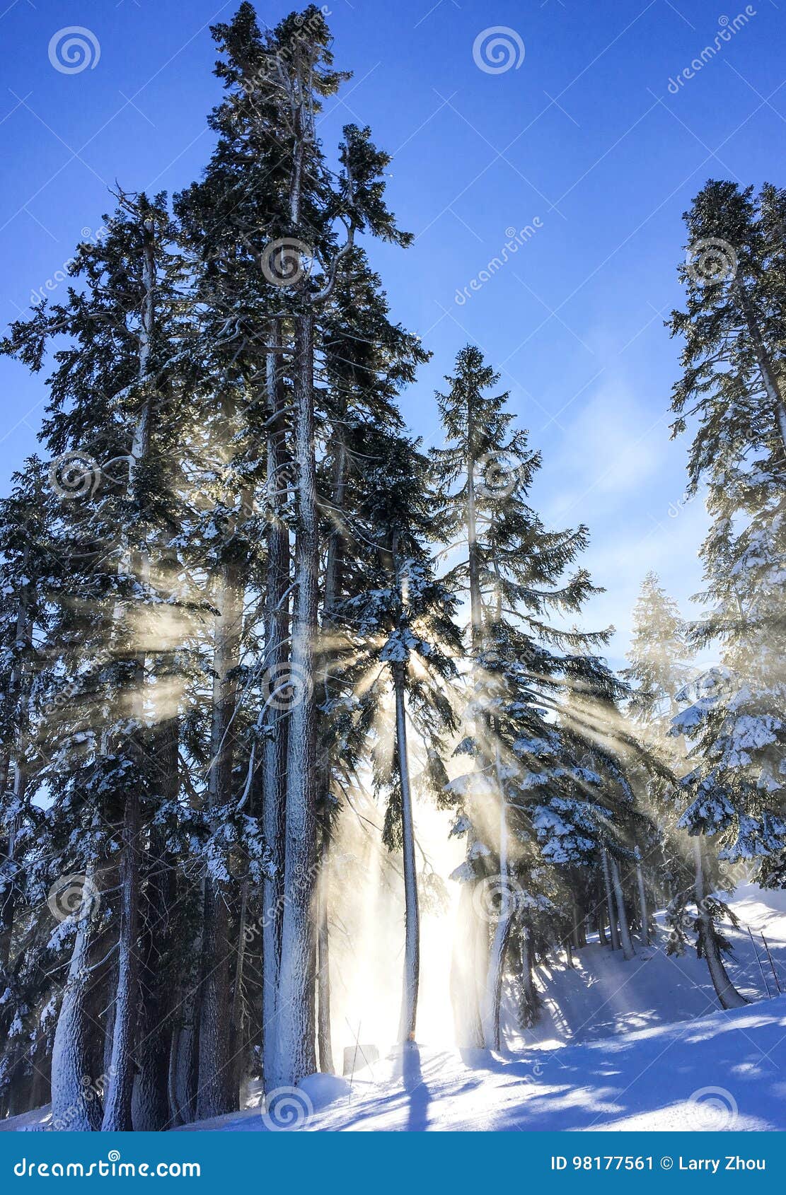 Tree wile skiing stock image. Image of seasonal, white - 98177561