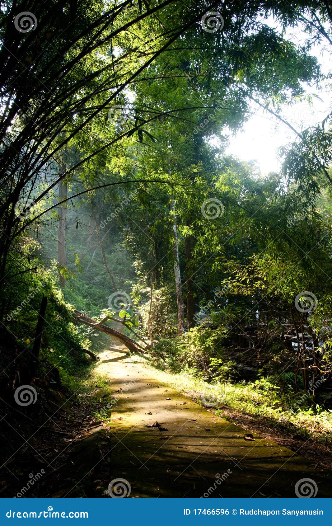 Light on the path stock photo. Image of adventure, bright - 17466596