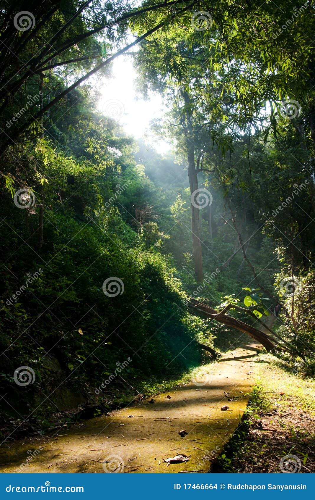 Light on the path stock photo. Image of light, peace - 17466664