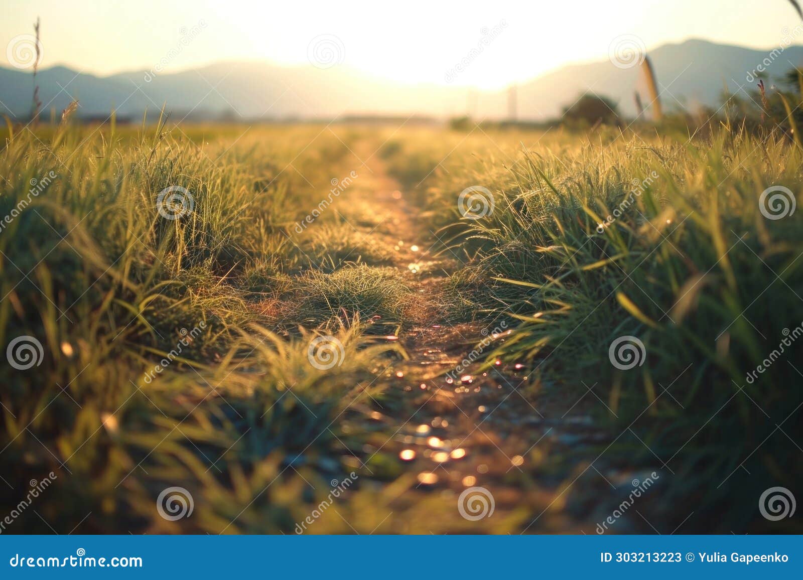 Light Path Across the Grass Landscape at Sunset Light Stock ...