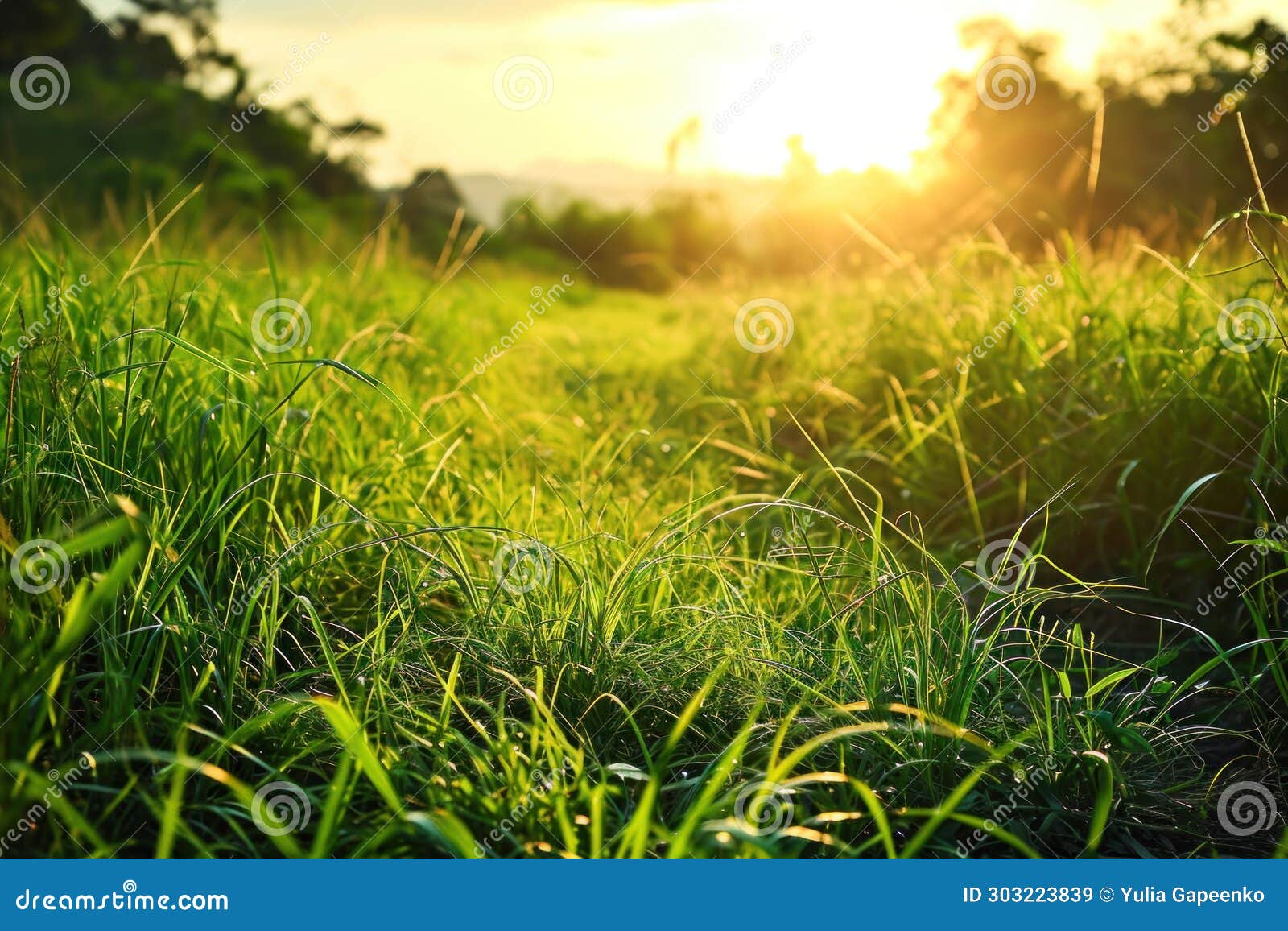 Light Path Across the Grass Landscape at Sunset Light Stock Image ...