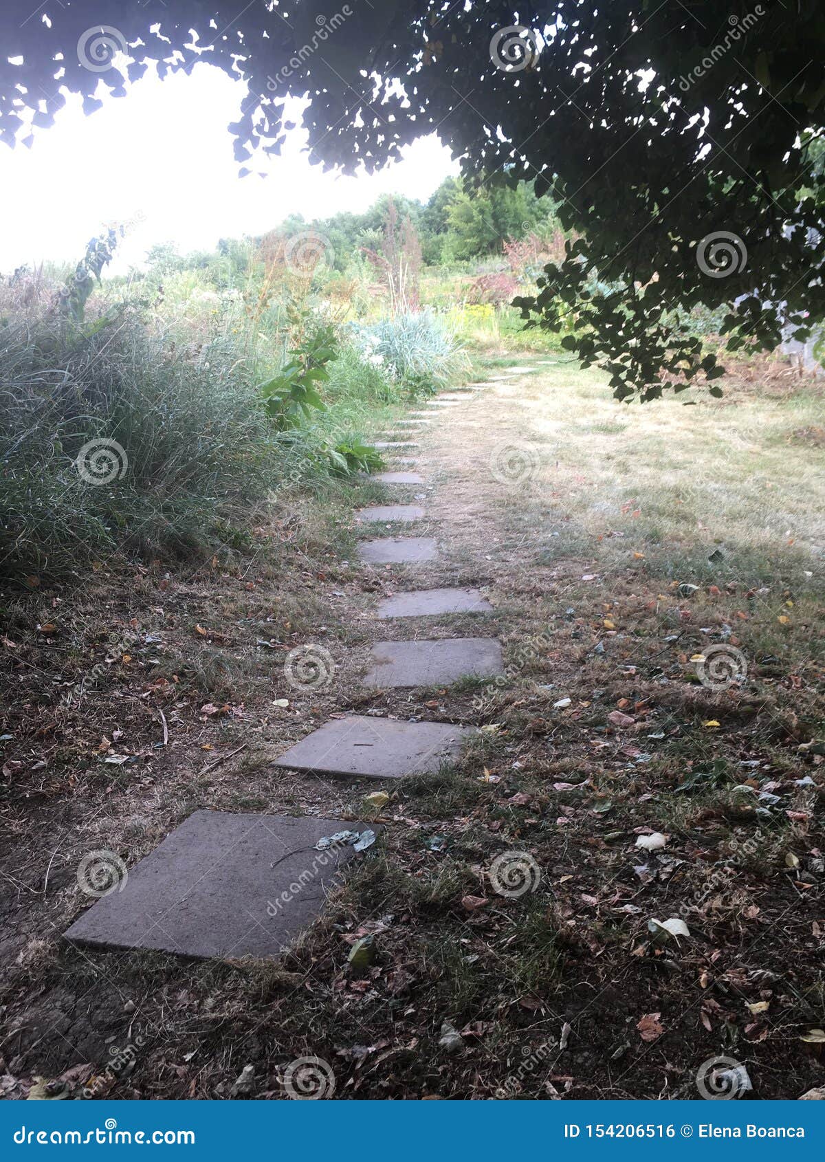 Light path stock photo. Image of nature, path, road - 154206516