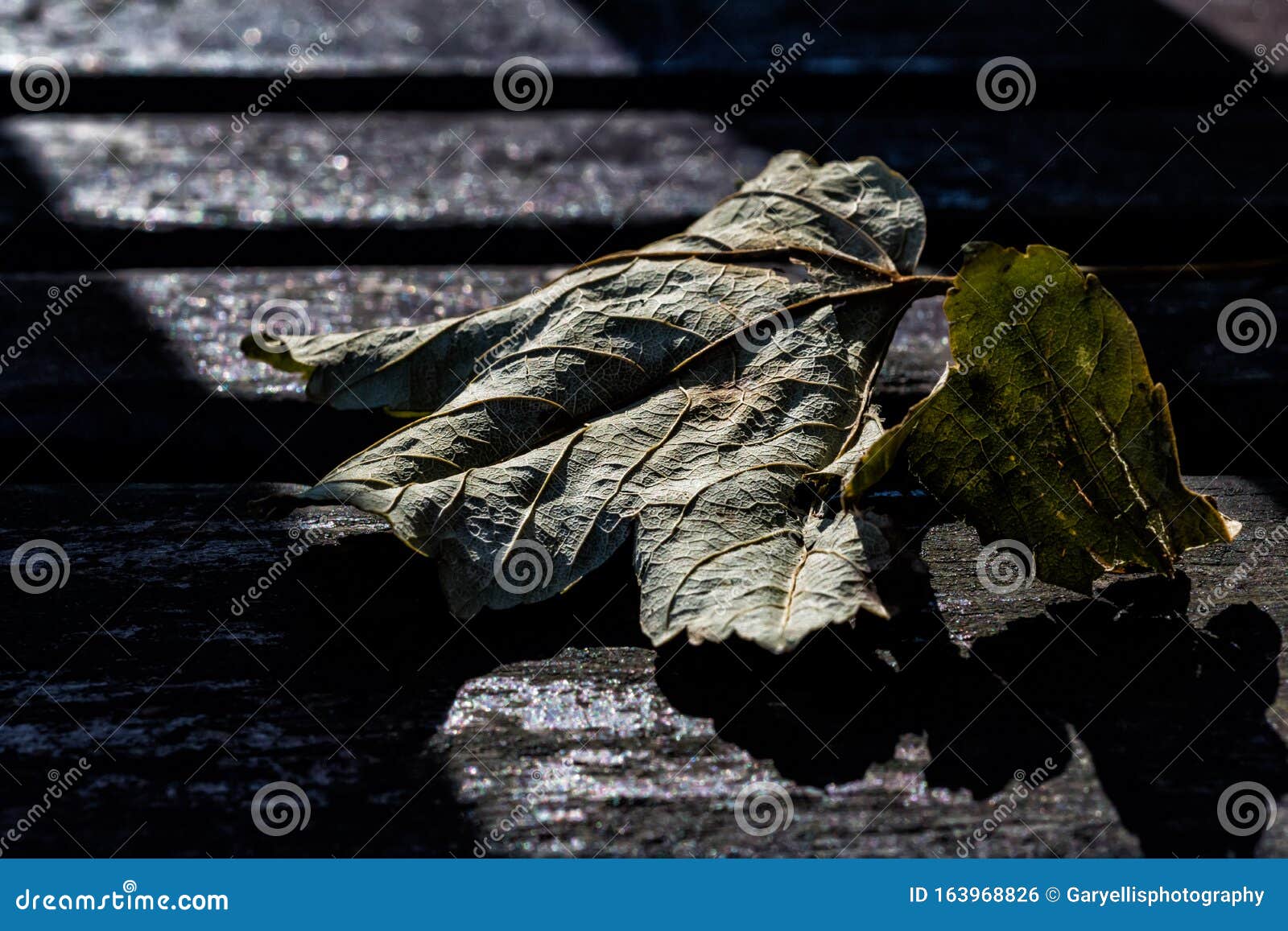 Light Pattern stock photo. Image of season, nature, outdoors - 163968826