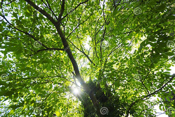 Light through Patulous Treetop Stock Photo - Image of shine, summer ...