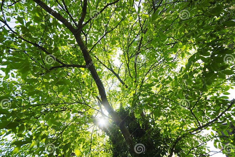 Light through Patulous Treetop Stock Photo - Image of shine, summer ...