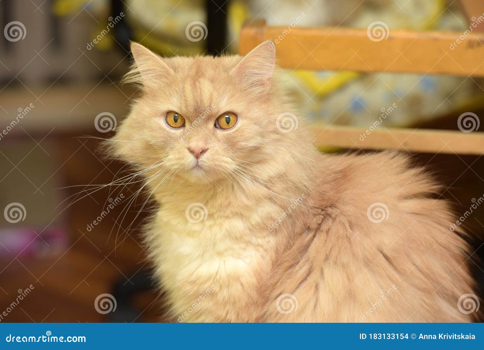 Light peach cat portrait stock photo. Image of looking - 183133154