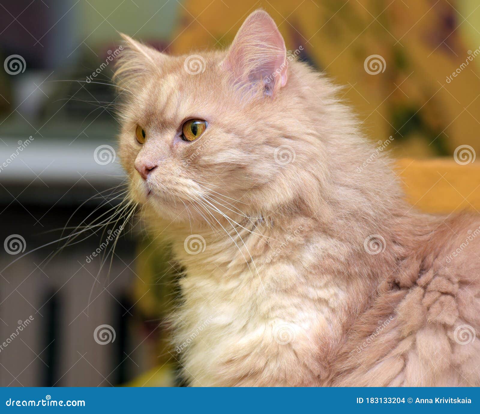 Light peach cat portrait stock photo. Image of playing - 183133204