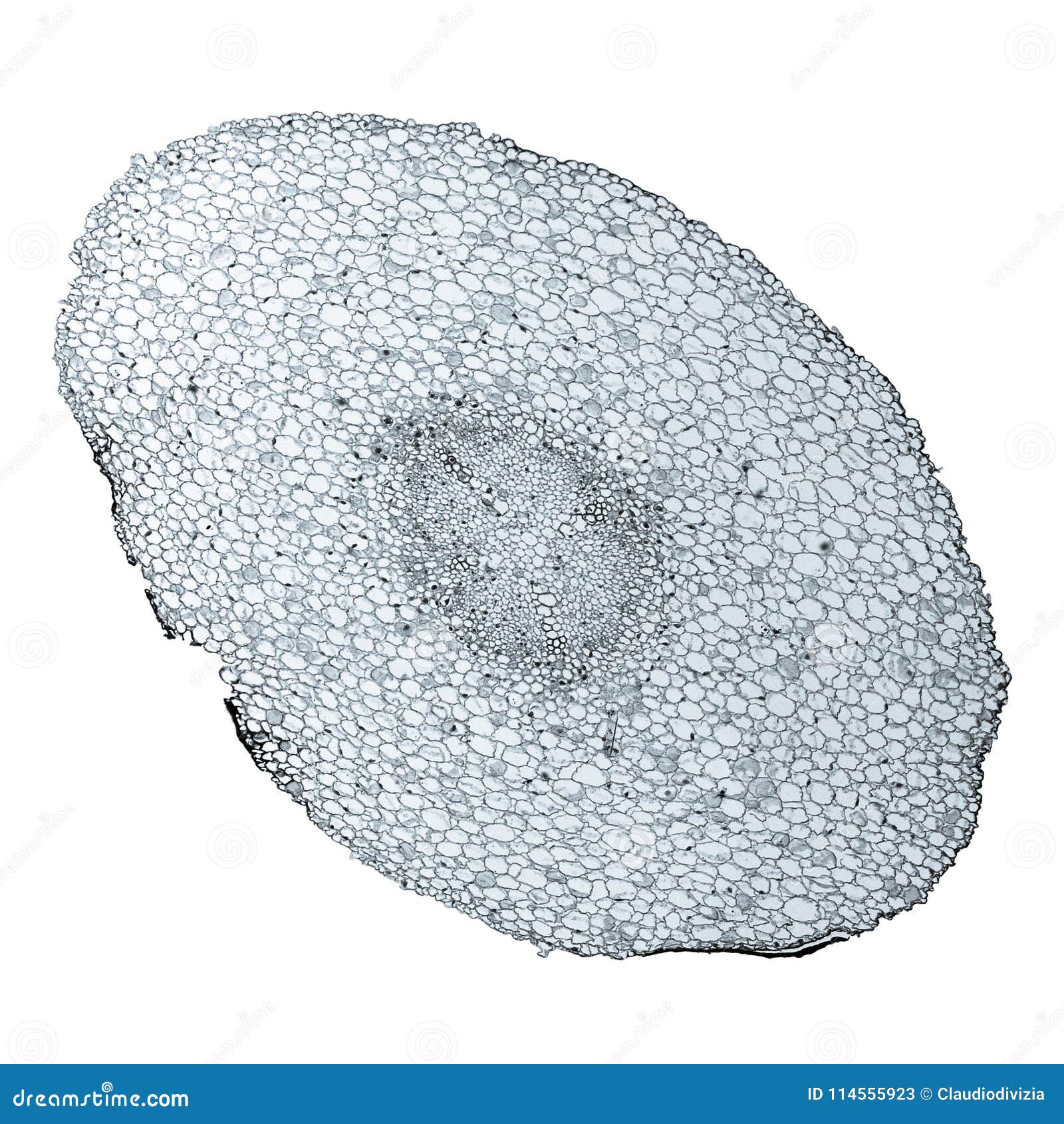 Vicia faba root micrograph stock illustration. Illustration of graph ...
