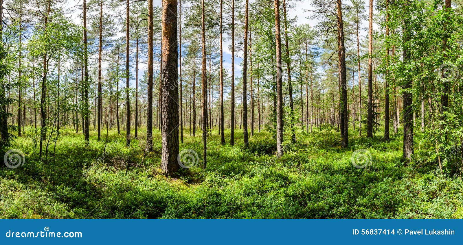 Light pine forest stock photo. Image of wide, trees, angle - 56837414