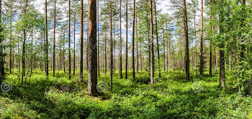 Light pine forest stock photo. Image of wide, trees, angle - 56837414