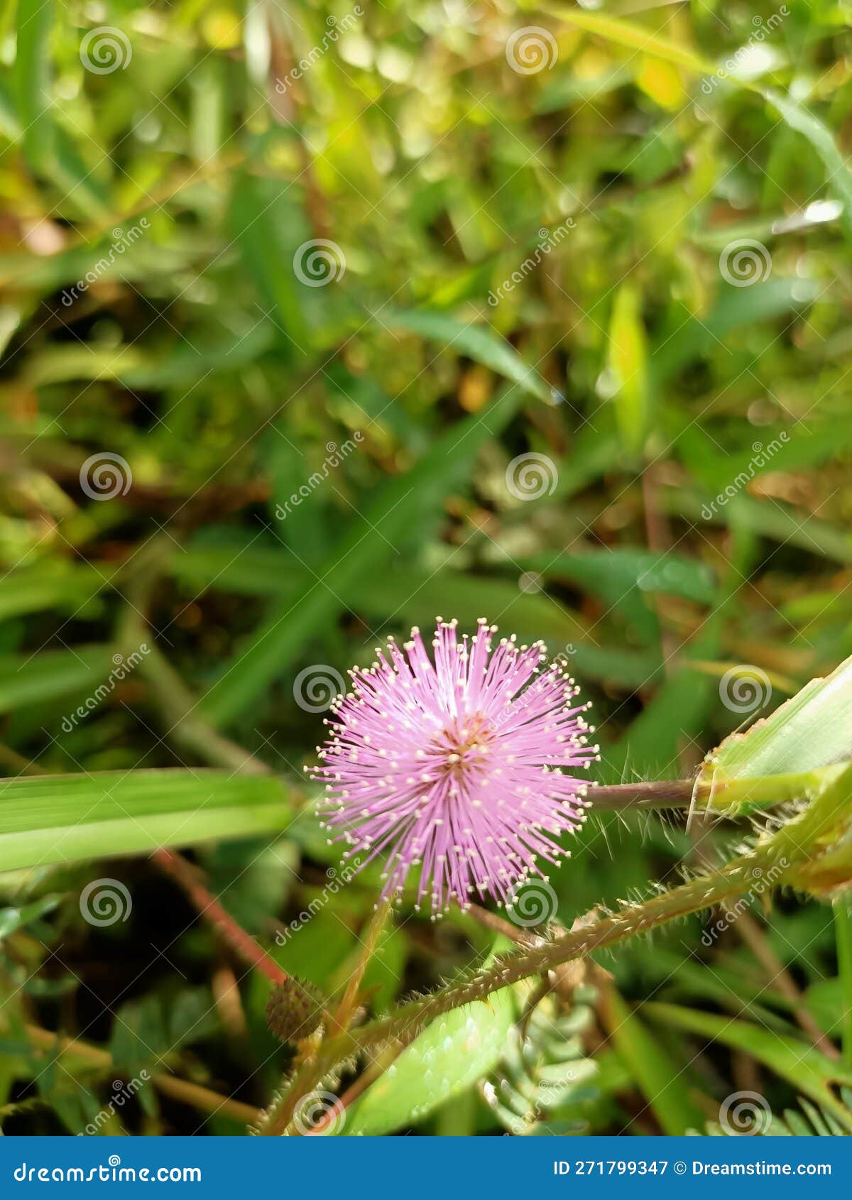 Light ping feather flower stock image. Image of green - 271799347