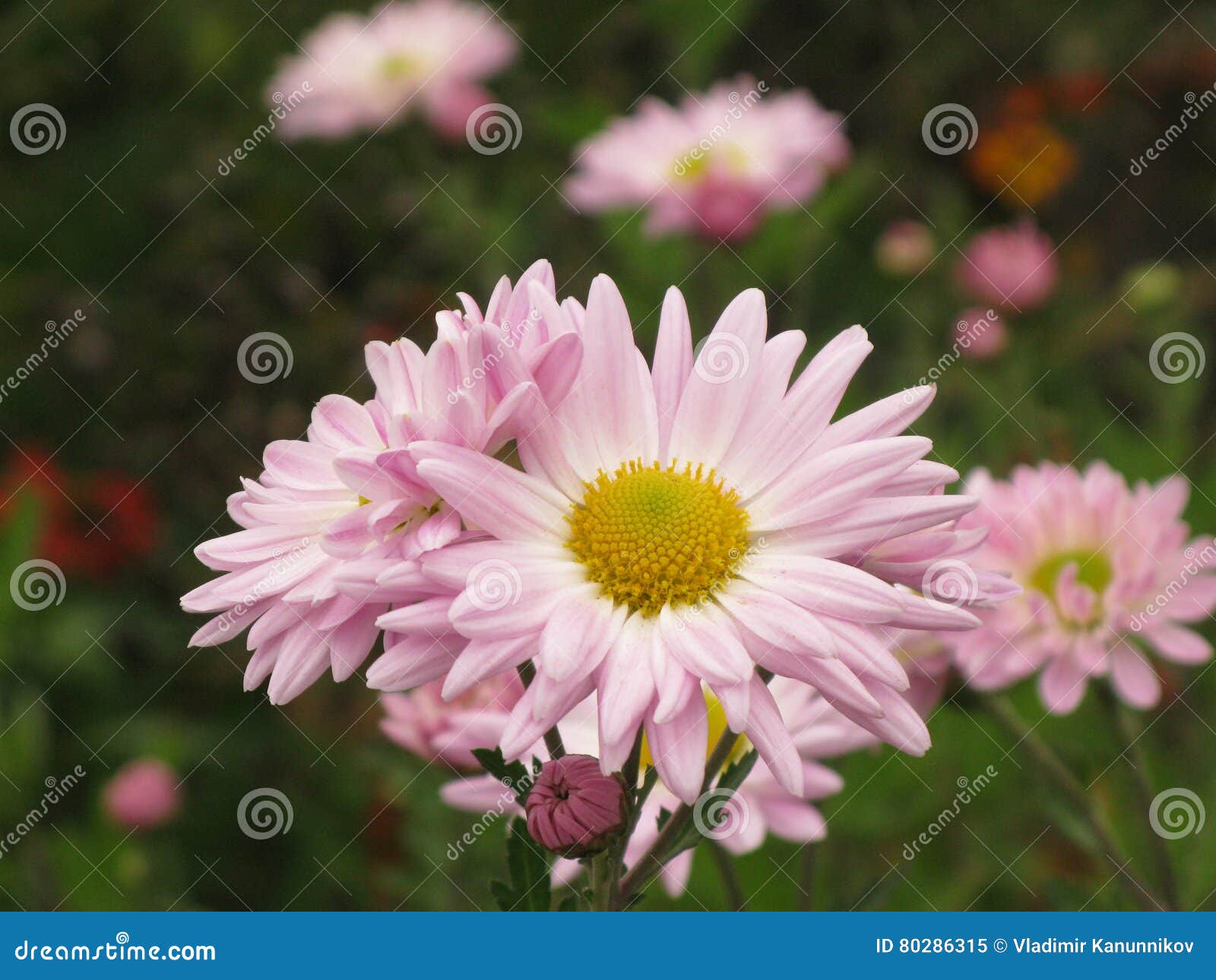 Light pink asters stock image. Image of light, flower - 80286315