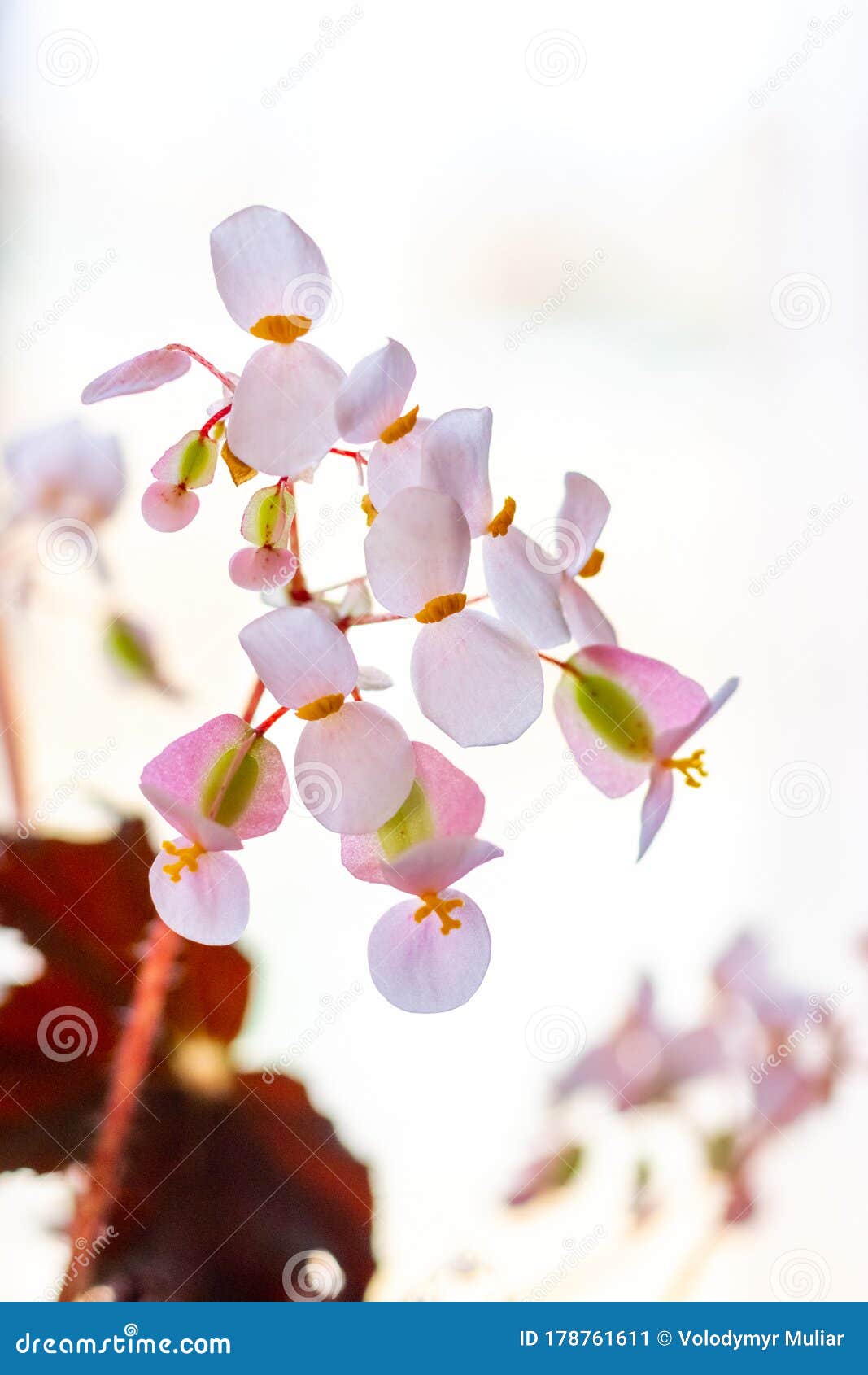 Light Pink Begonia Flowers on a White Background in the Room Stock ...