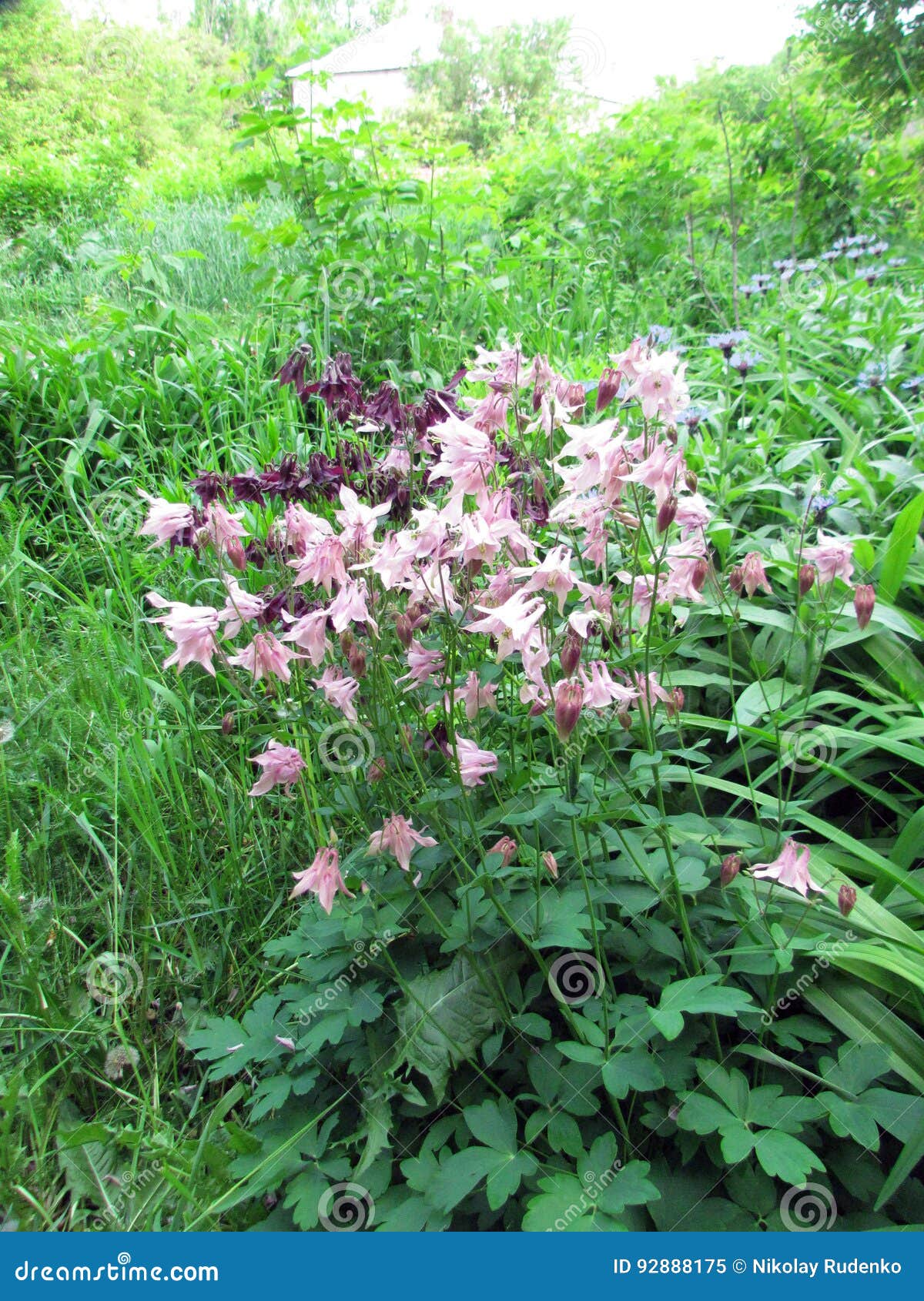 Light pink bell flowers stock image. Image of leaves - 92888175