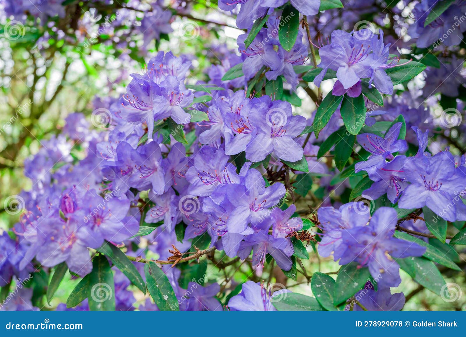 Light Pink Blue Rhododendron Brush Stock Photo - Image of rhododendron ...