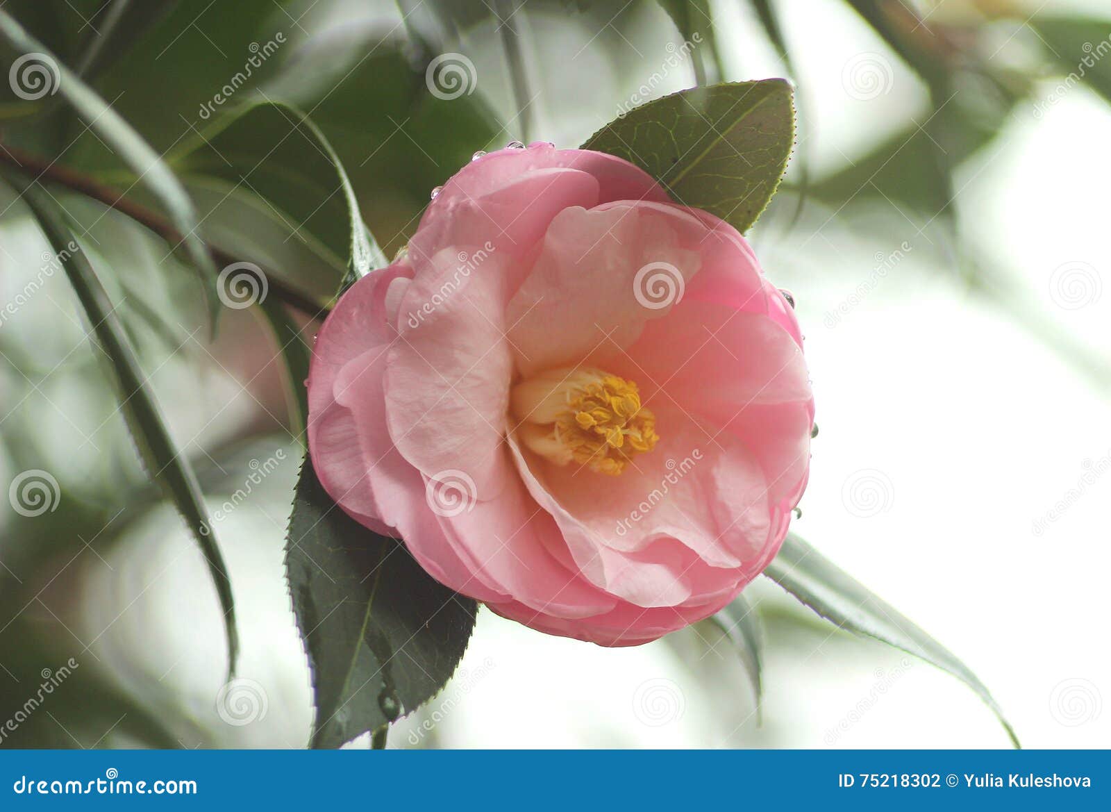 Light pink camellia flower stock photo. Image of japanese - 75218302