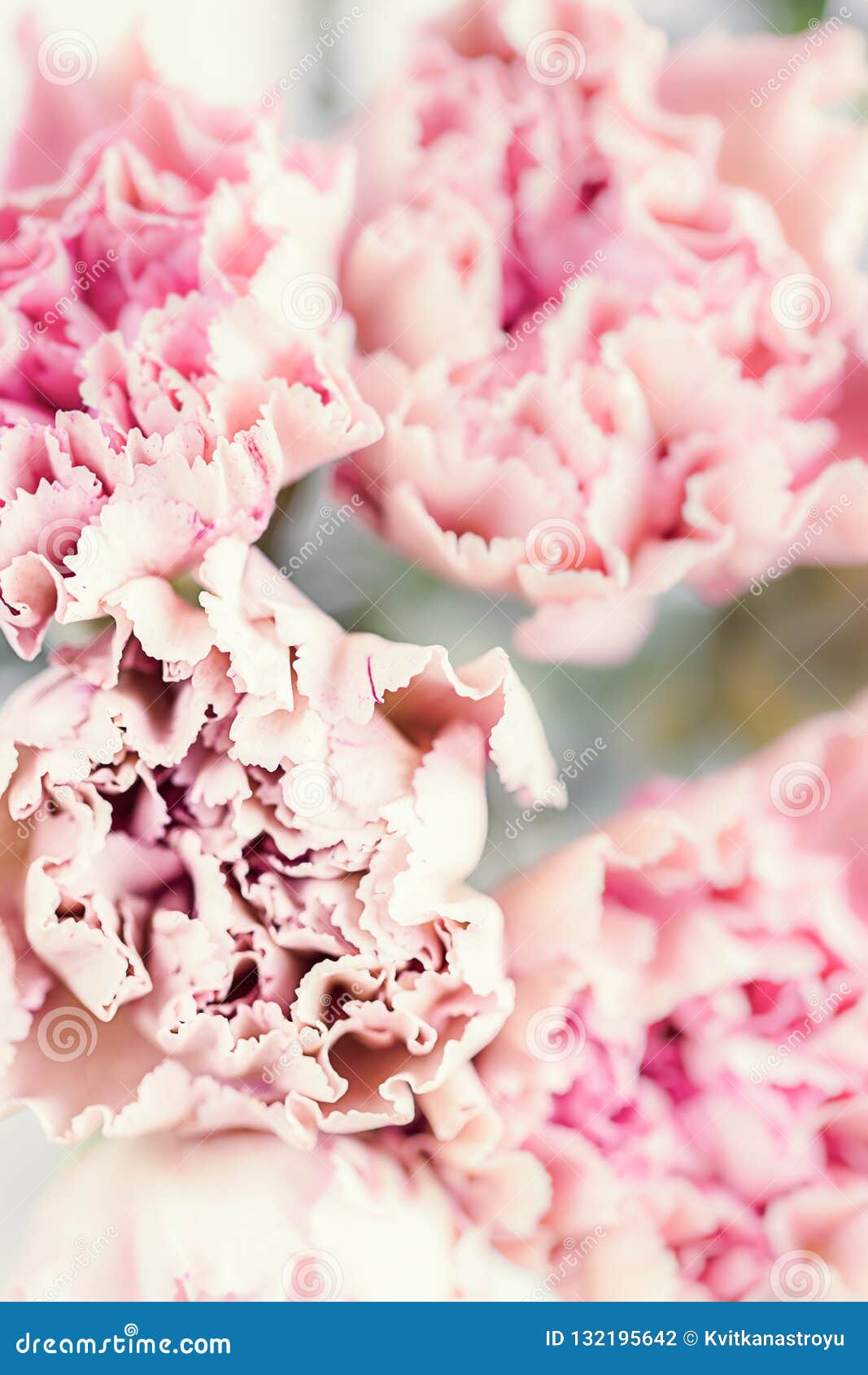 Light Pink Carnation Flowers on a White Background Stock Photo - Image ...