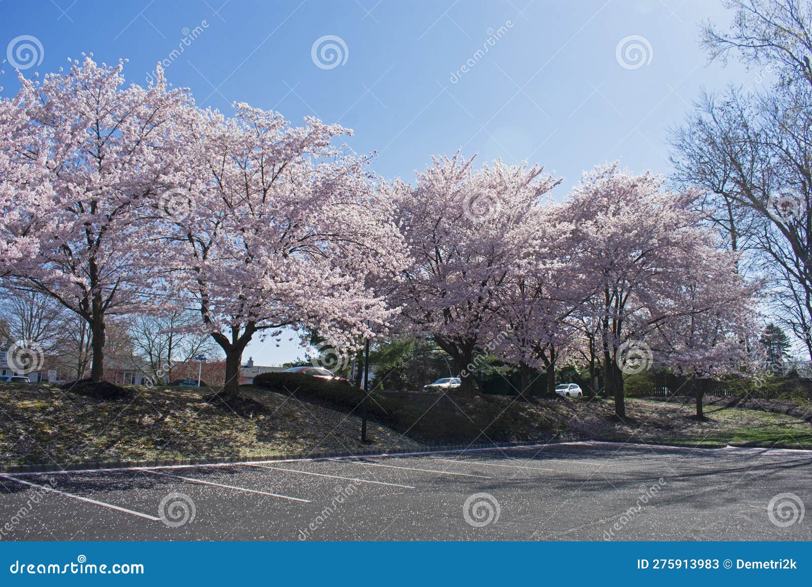 Light Pink Cherry Blossom (Sakura) Trees -01 Stock Image - Image of ...