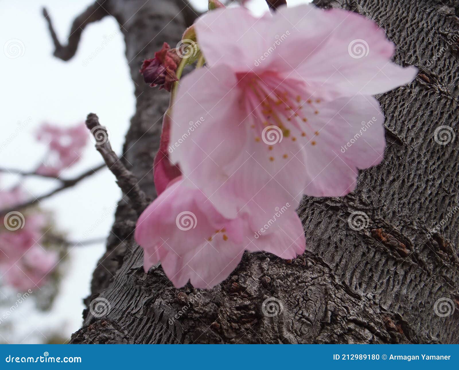 Light Pink Cherry Blossoms on a Cherry Tree Stock Photo - Image of ...