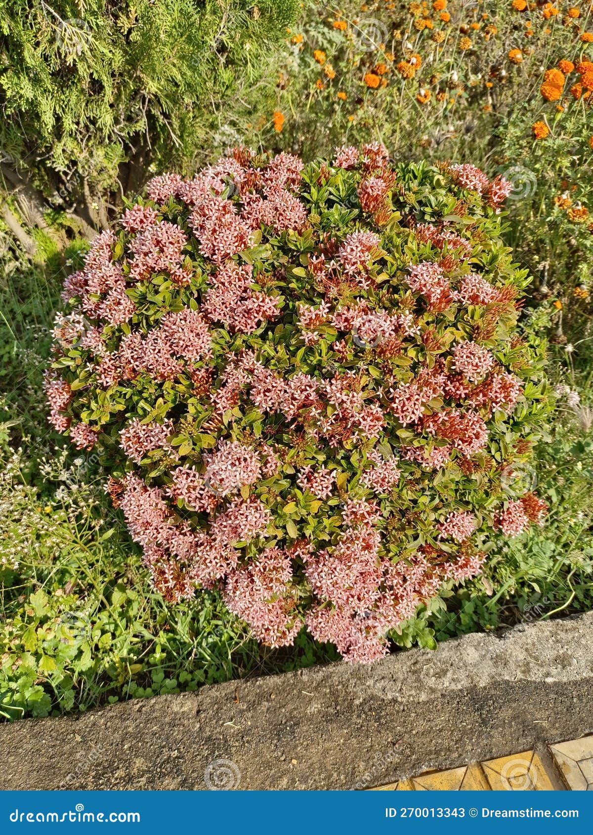 Light Pink Chinese Ixora Plant in the Garden Stock Image - Image of ...