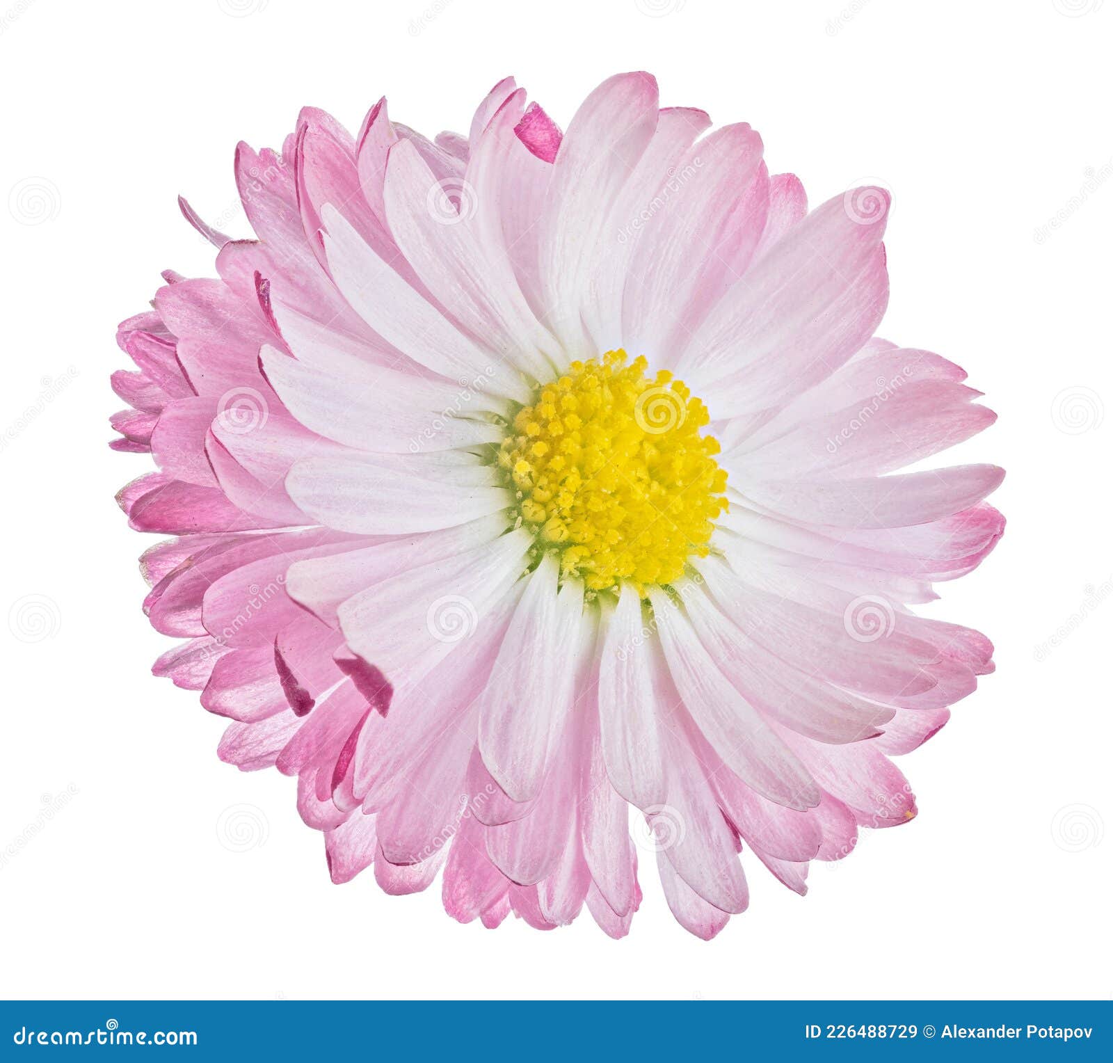 Light Pink Color Daisy Bloom Isolated on White Stock Image - Image of ...