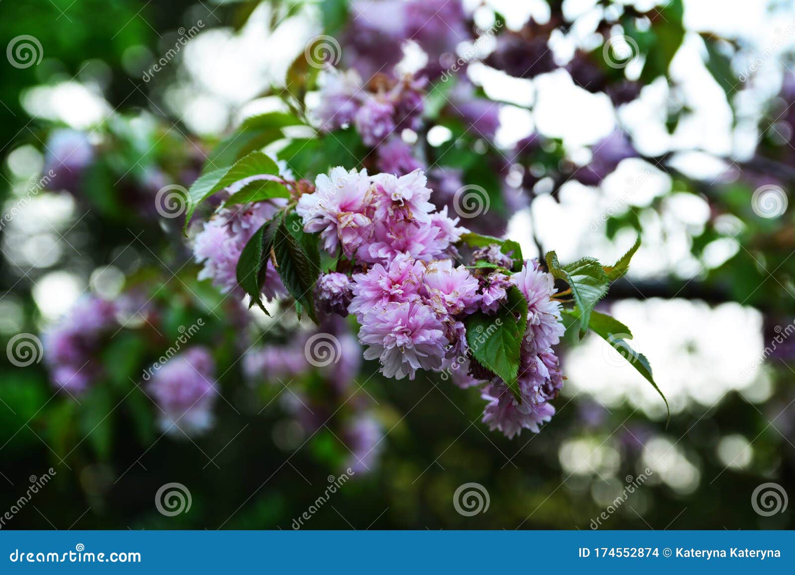 Light and Pink Color Tree Close Up in the Garden Stock Photo - Image of ...