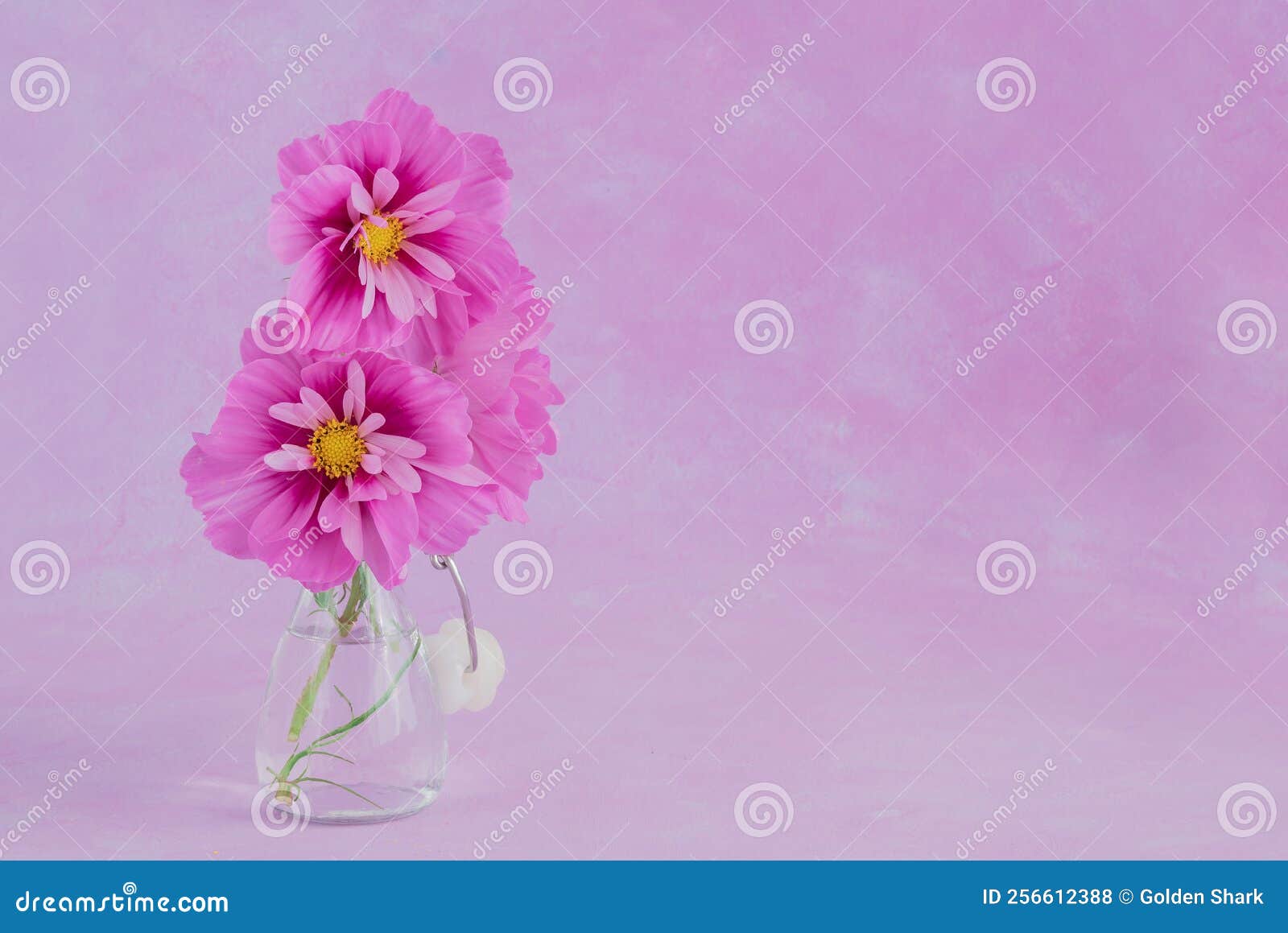 Light Pink Cosmos Flowers Isolated on Pink Background Stock Photo ...