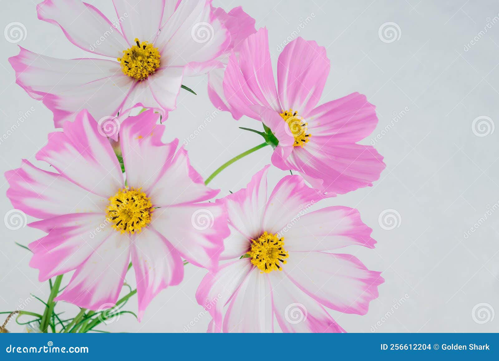 Light Pink Cosmos Flowers Isolated on White Background Stock Photo ...
