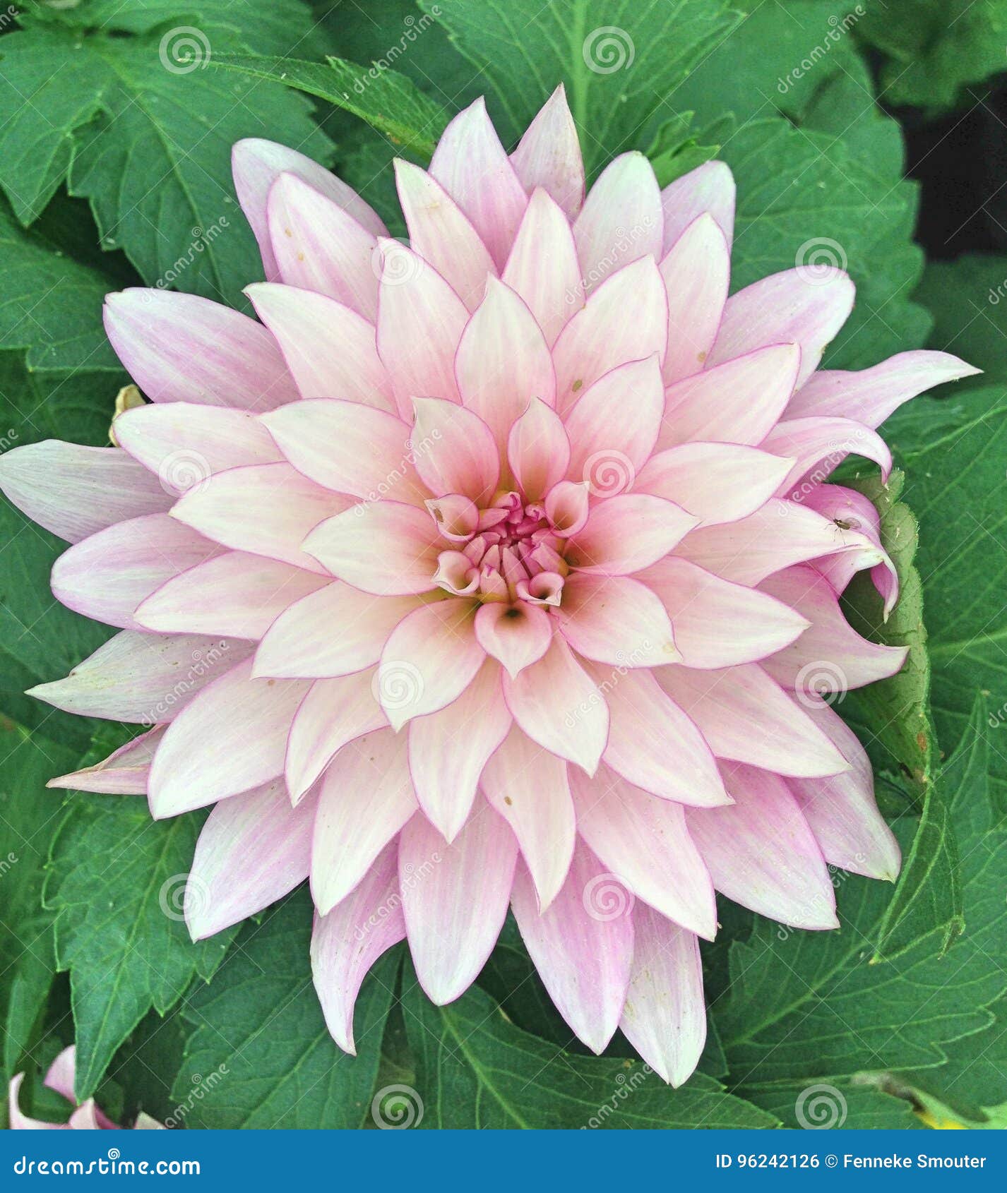 A Light Pink Dahlia in Bloom Stock Photo - Image of bright, cultivated ...