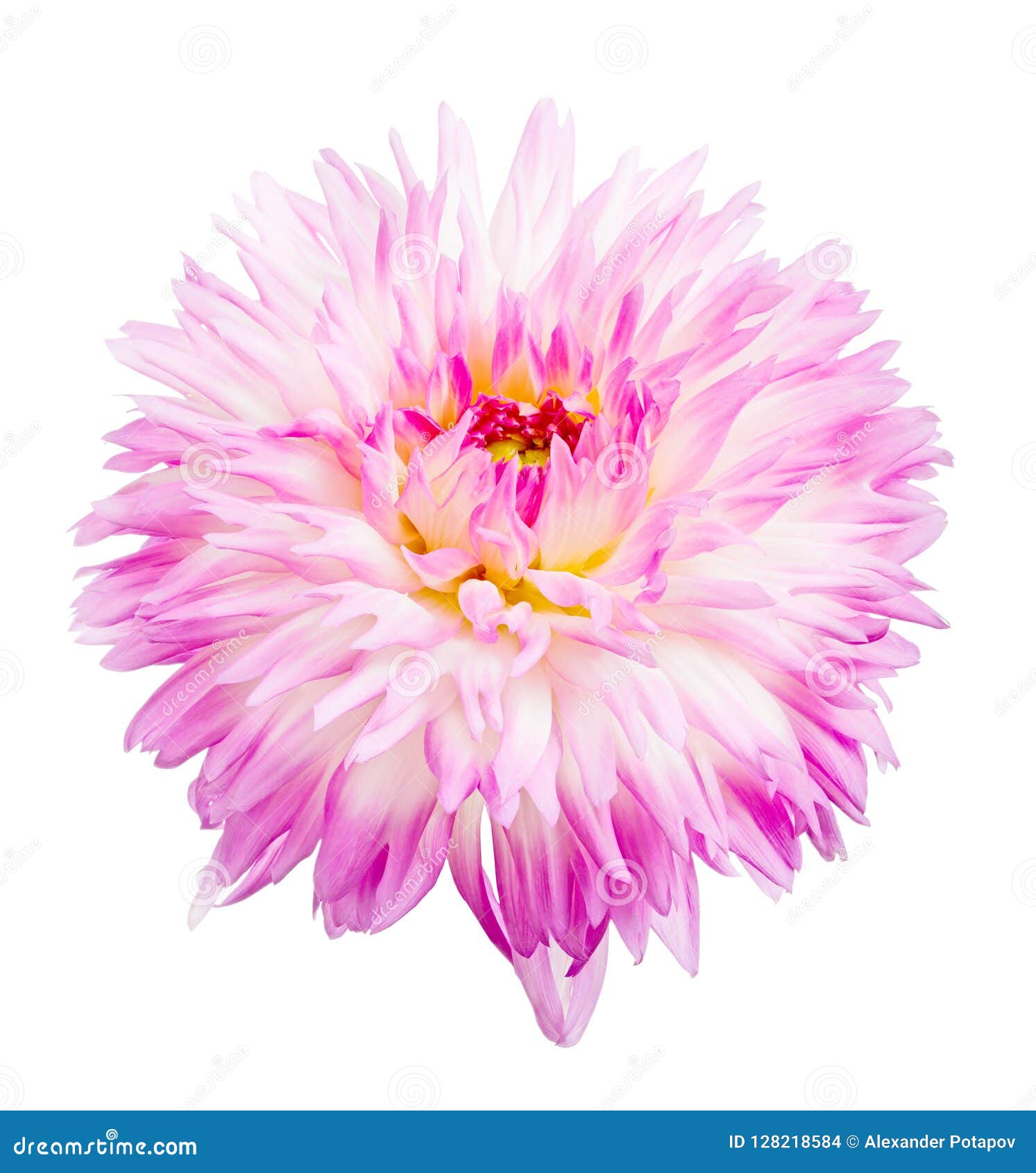 Light Pink Dahlia Bloom Isolated on White Stock Photo - Image of floral ...