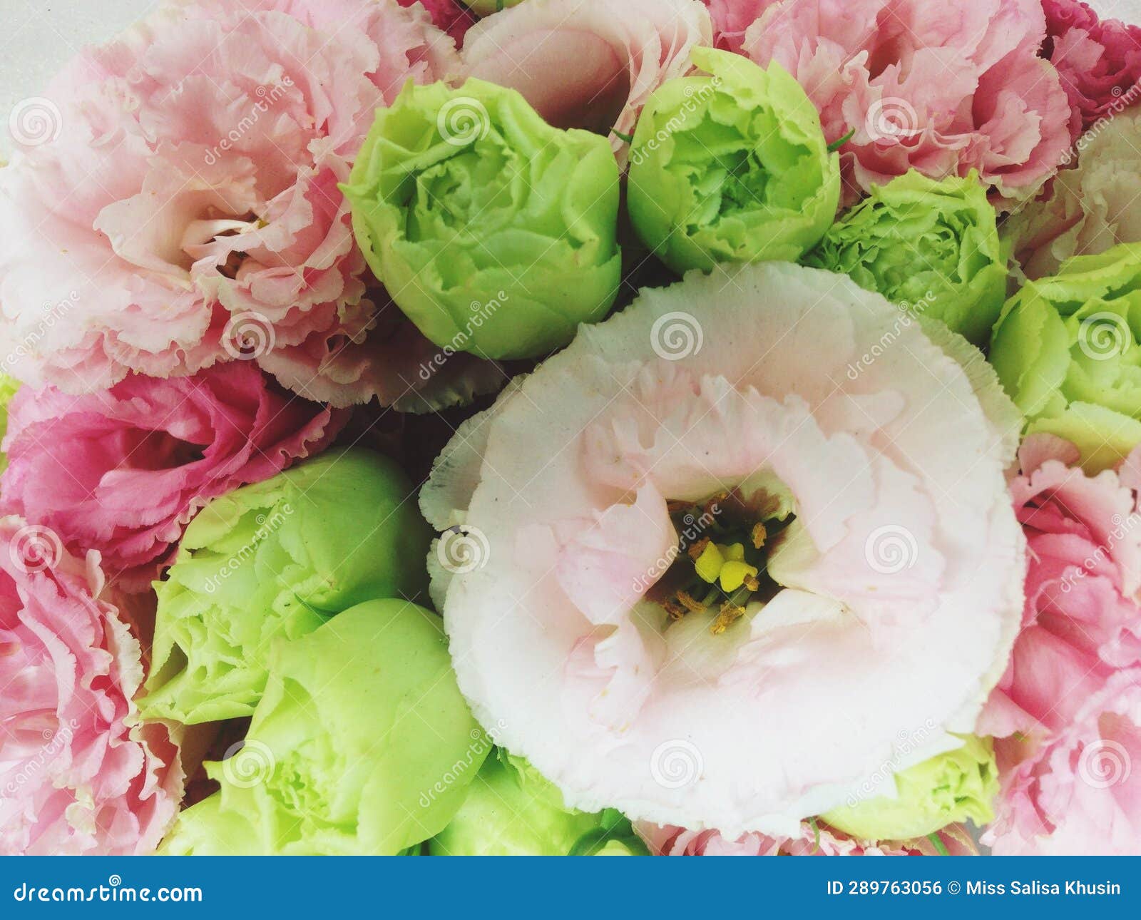 Light Pink Eustoma Flowers are Blooming. among the Colorful Buds Stock ...