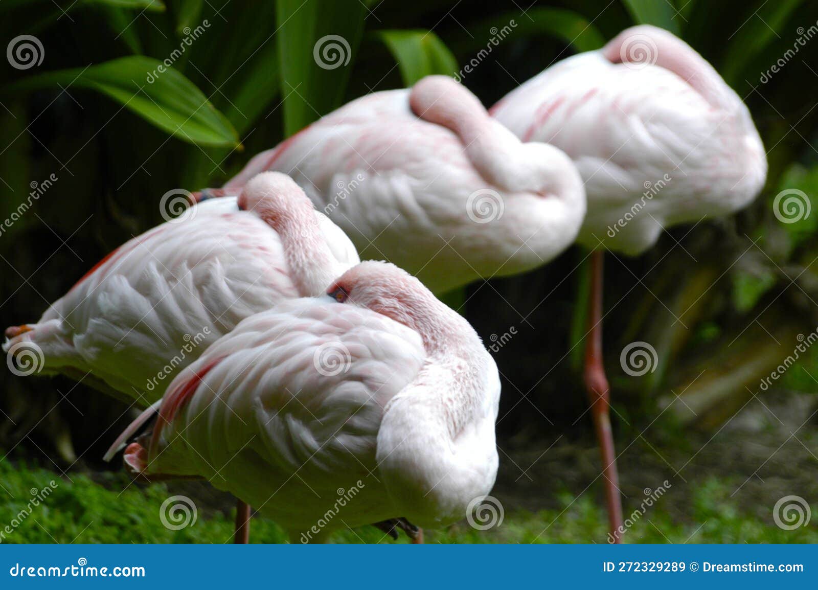 4 Light Pink Flamingos Sleeping Stock Image - Image of animal ...