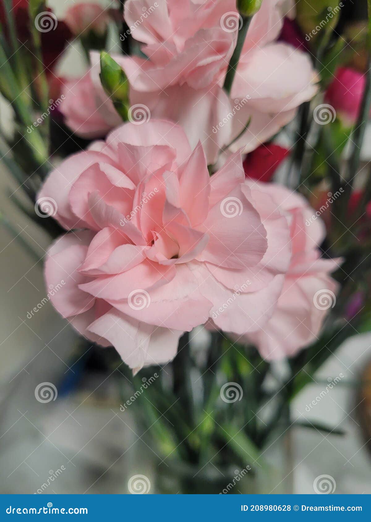 Light Pink Flower in a Bouquet Stock Photo - Image of shrub, rose ...